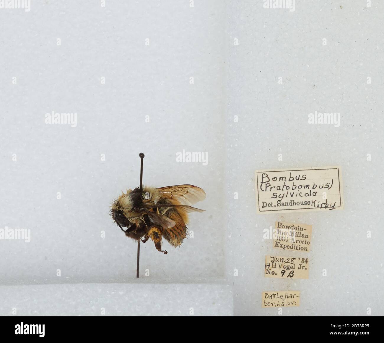 Battle Harbor, Newfoundland and Labrador, Canada, Bombus (Pyrobombus ...