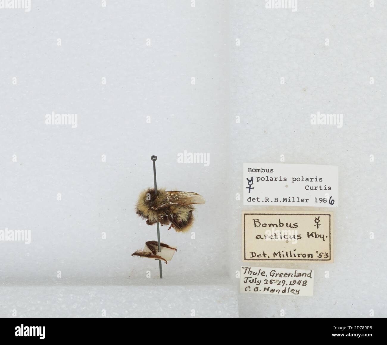 Thule, Greenland, Bombus (Alpinobombus) polaris Curtis, 1835, Animalia ...