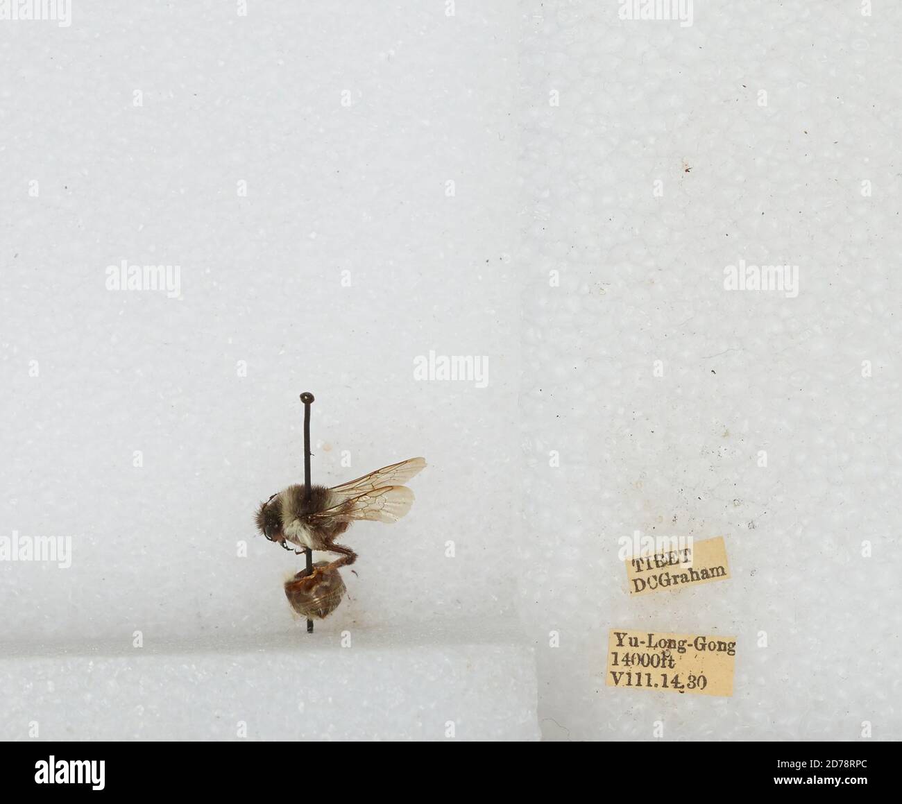 Yu-Long-Gong, Tibet Autonomous Region, China, Bombus sp., Animalia ...