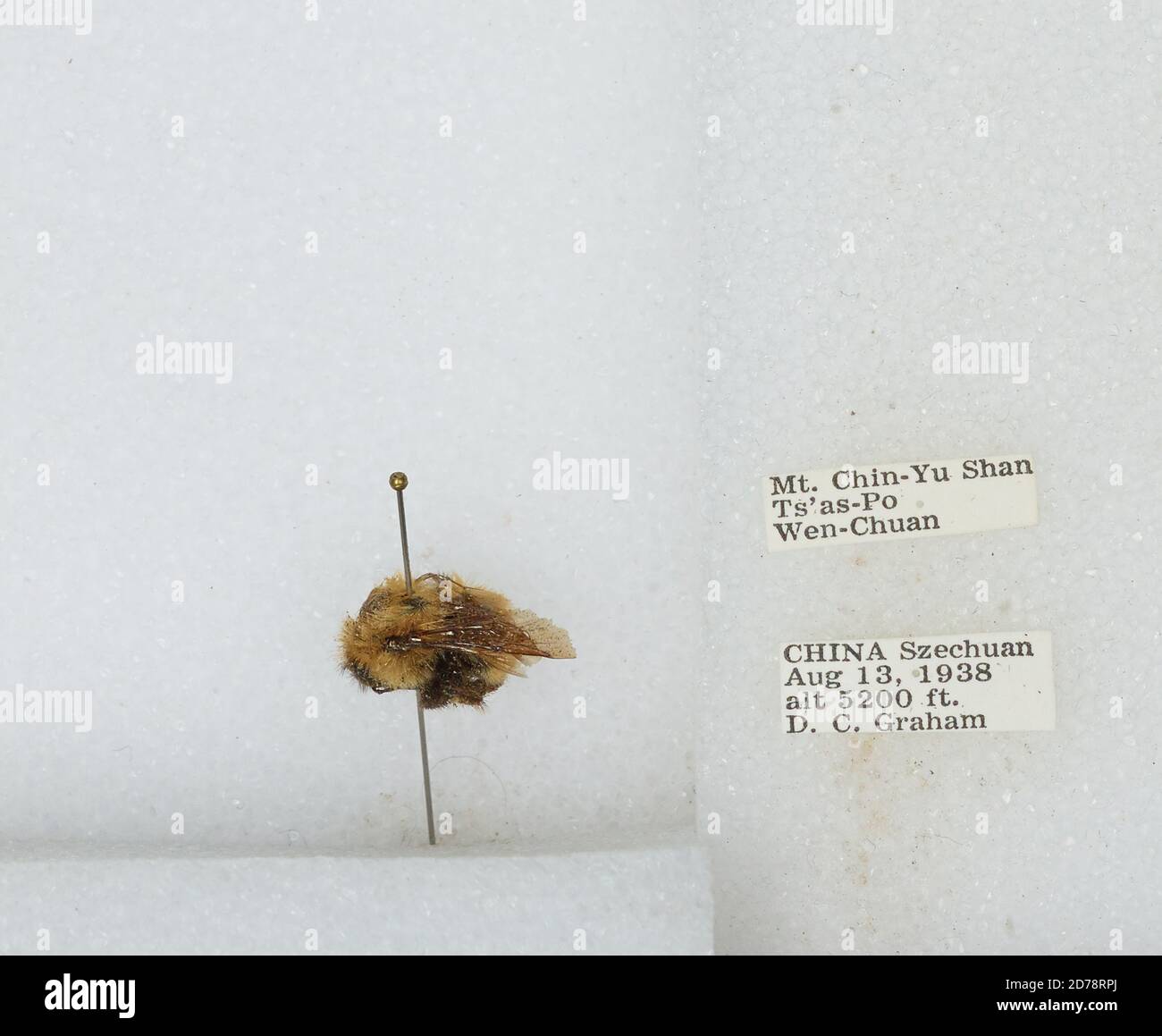 Mt. Chin-Yu Shan Ts'as-Po Wen-Chuan, Wenchuan Xian, Sichuan, China ...