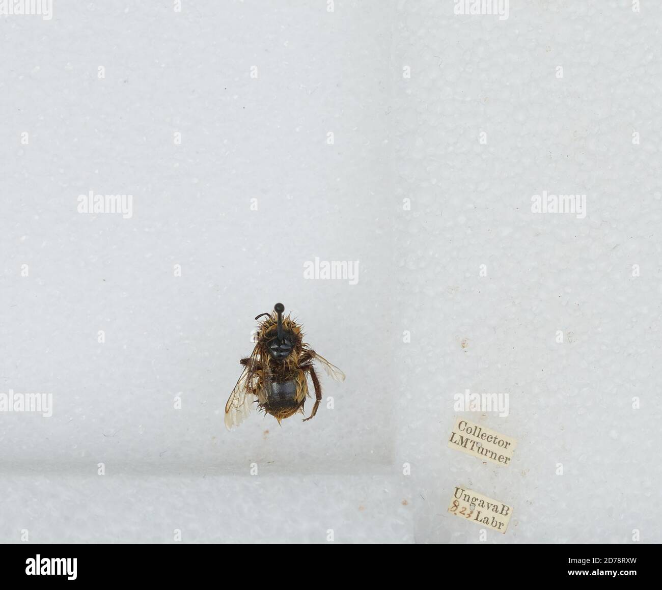 Ungava Bay, Newfoundland and Labrador, Canada, Bombus sp., Animalia ...