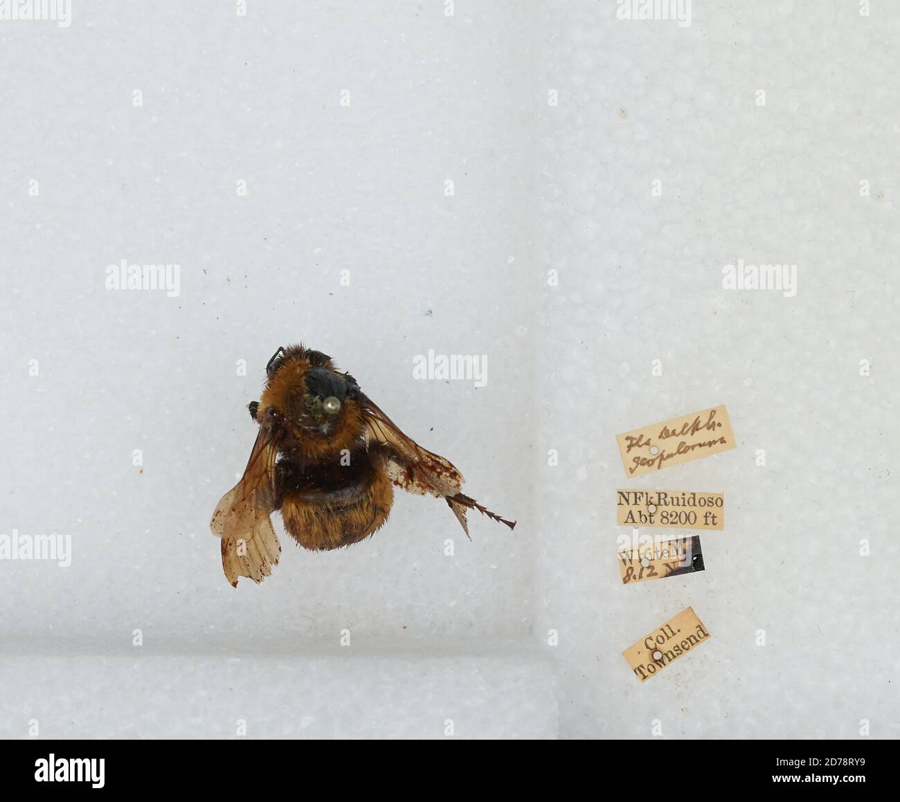 North fork rio ruidoso hi-res stock photography and images - Alamy