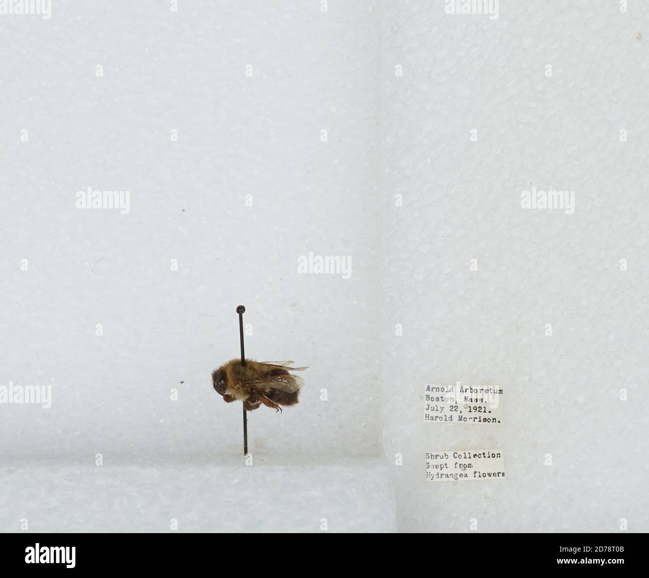 Arnold Arboretum, Boston, Suffolk, Massachusetts, United States, Bombus ...