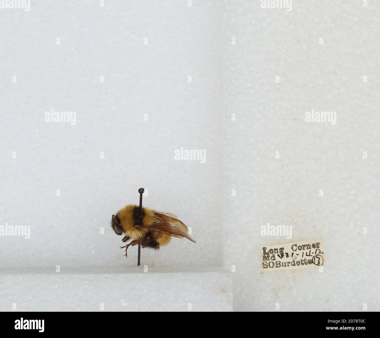 Long Corner, Howard, Maryland, United States, Bombus sp., Animalia ...