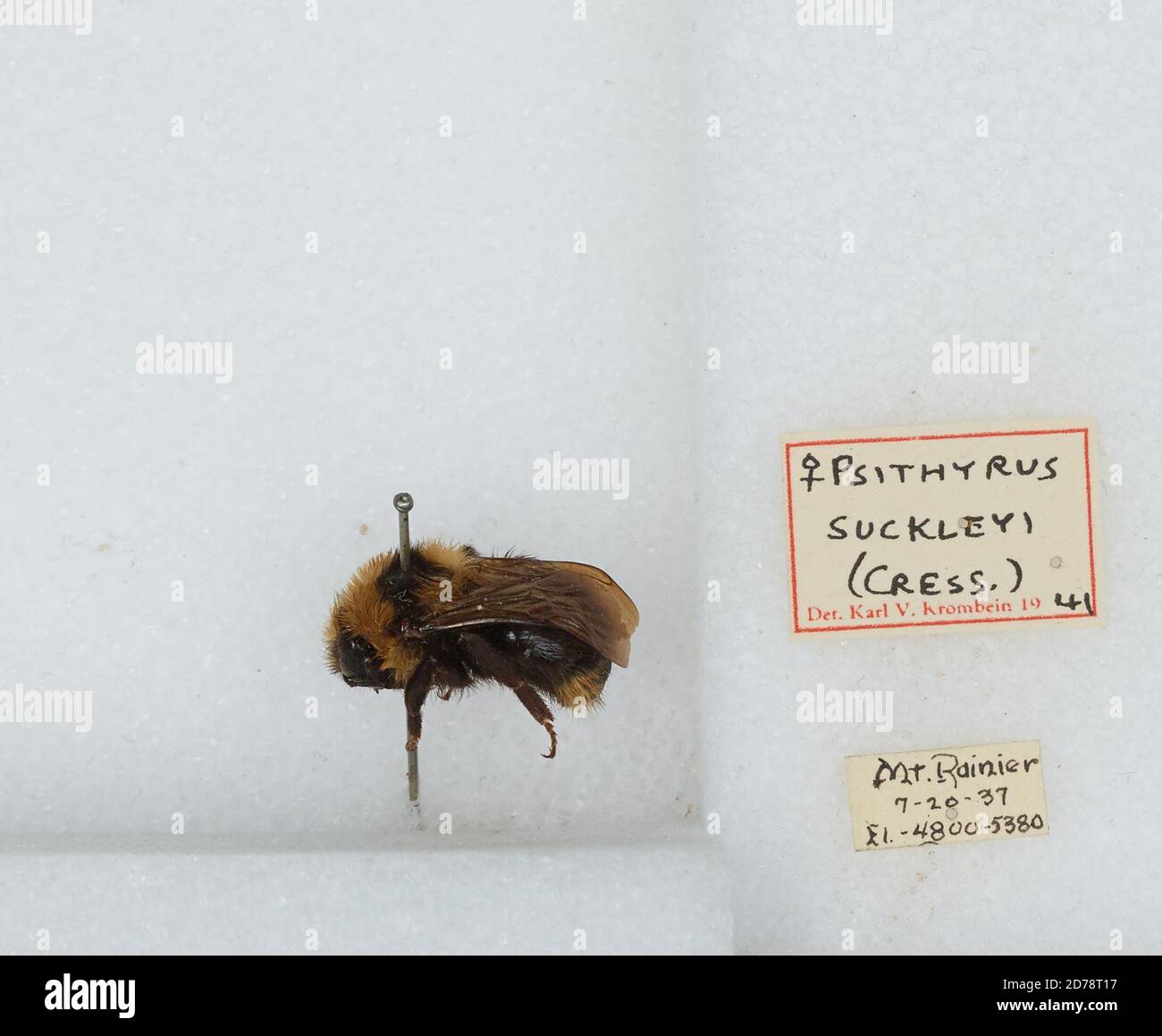 Mount Rainier, Pierce, Washington, United States, Bombus (Psithyrus ...