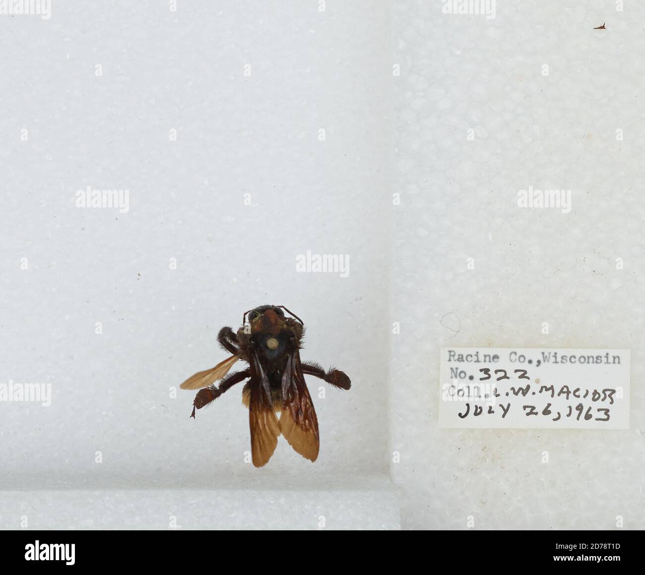 Racine, Wisconsin, United States, Bombus (Fervidobombus) pensylvanicus ...