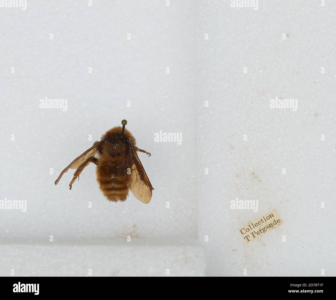 Bombus sp., Animalia, Arthropoda, Insecta, Hymenoptera, Apidae, Apinae ...
