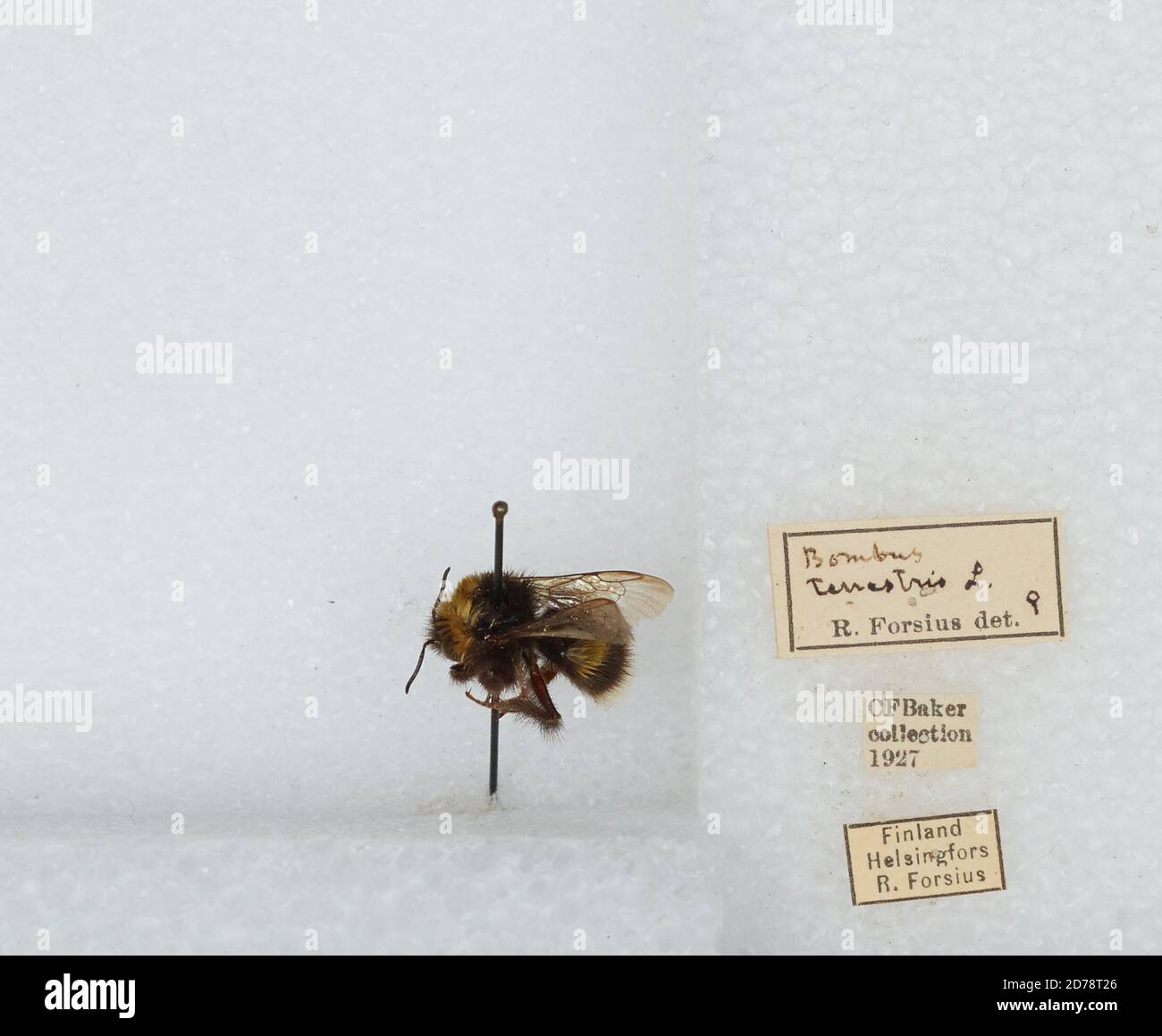 Helsinki, Uusimaa, Finland, Bombus (Bombus) terrestris (Linnaeus ...