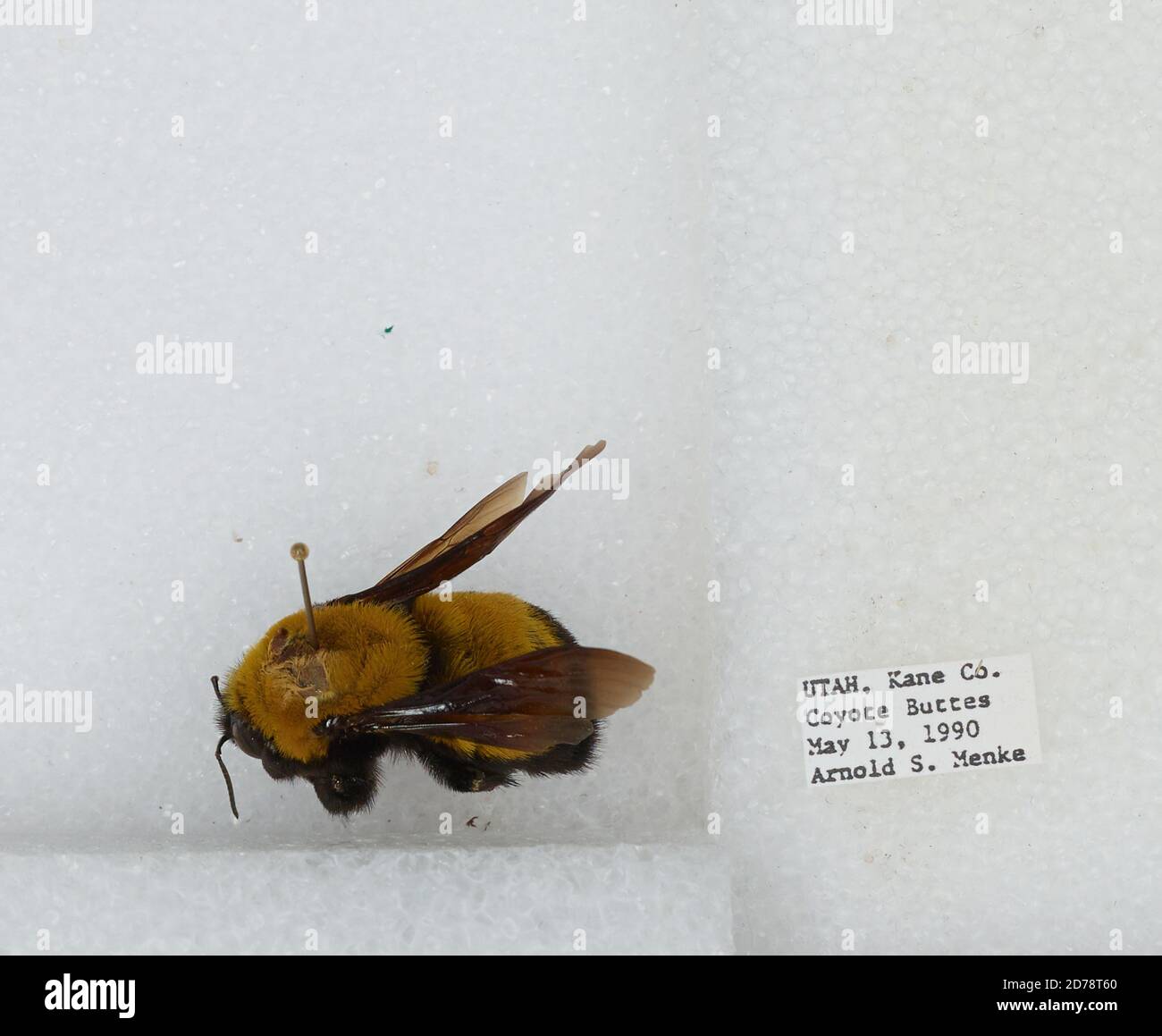 Coyote Buttes, Kane, Utah, United States, Bombus sp., Animalia ...
