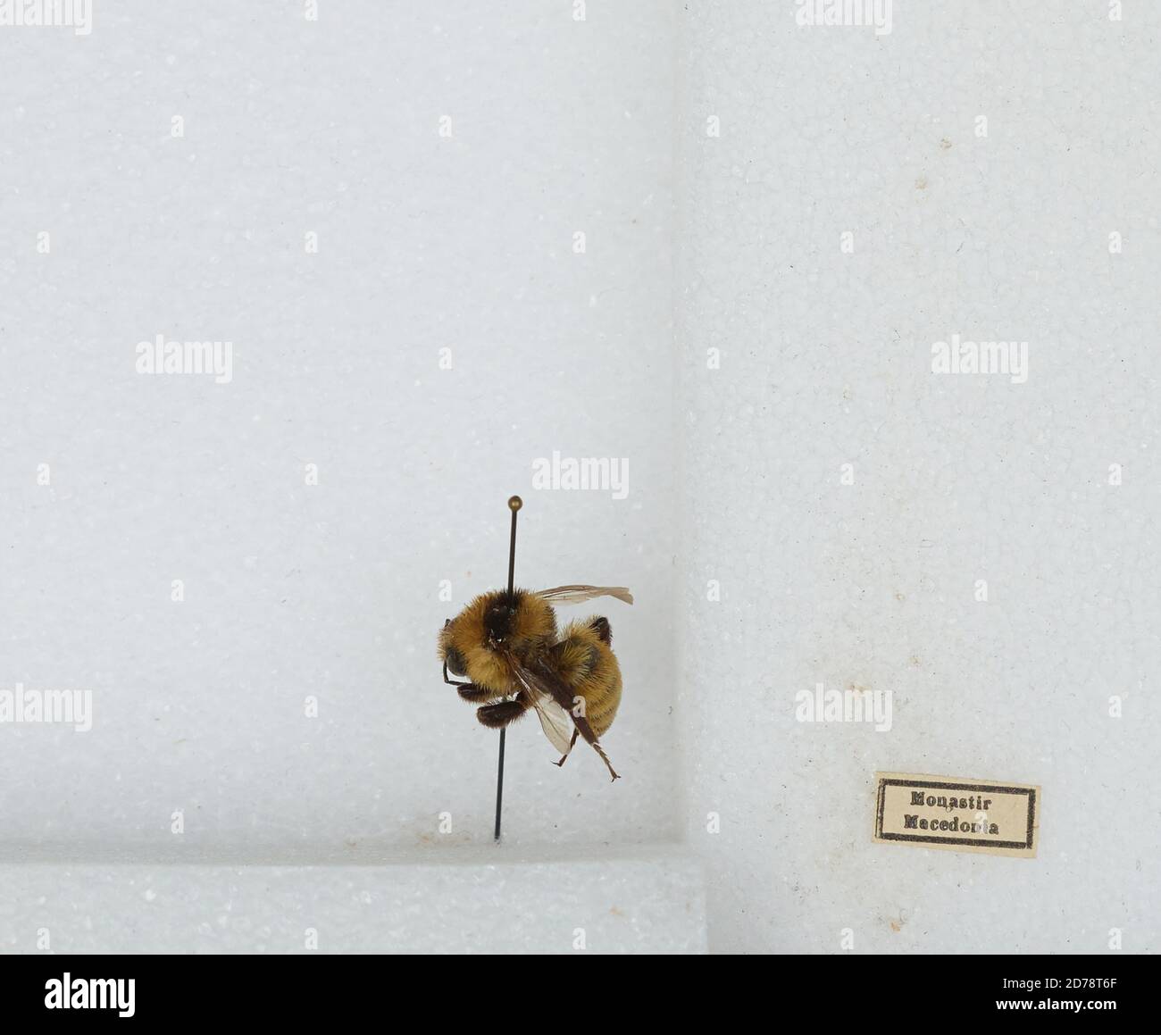 Monastir, Bitola, Macedonia, Bombus (Thoracobombus) zonatus Smith ...