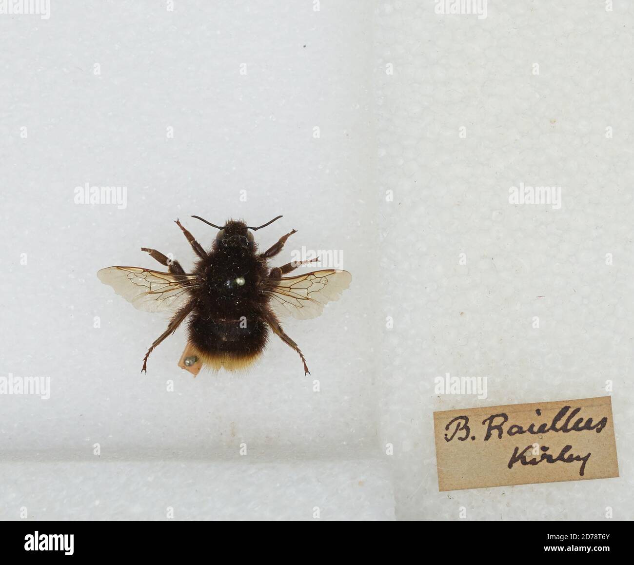 Bombus (Thoracobombus) ruderarius (Müller), Animalia, Arthropoda ...