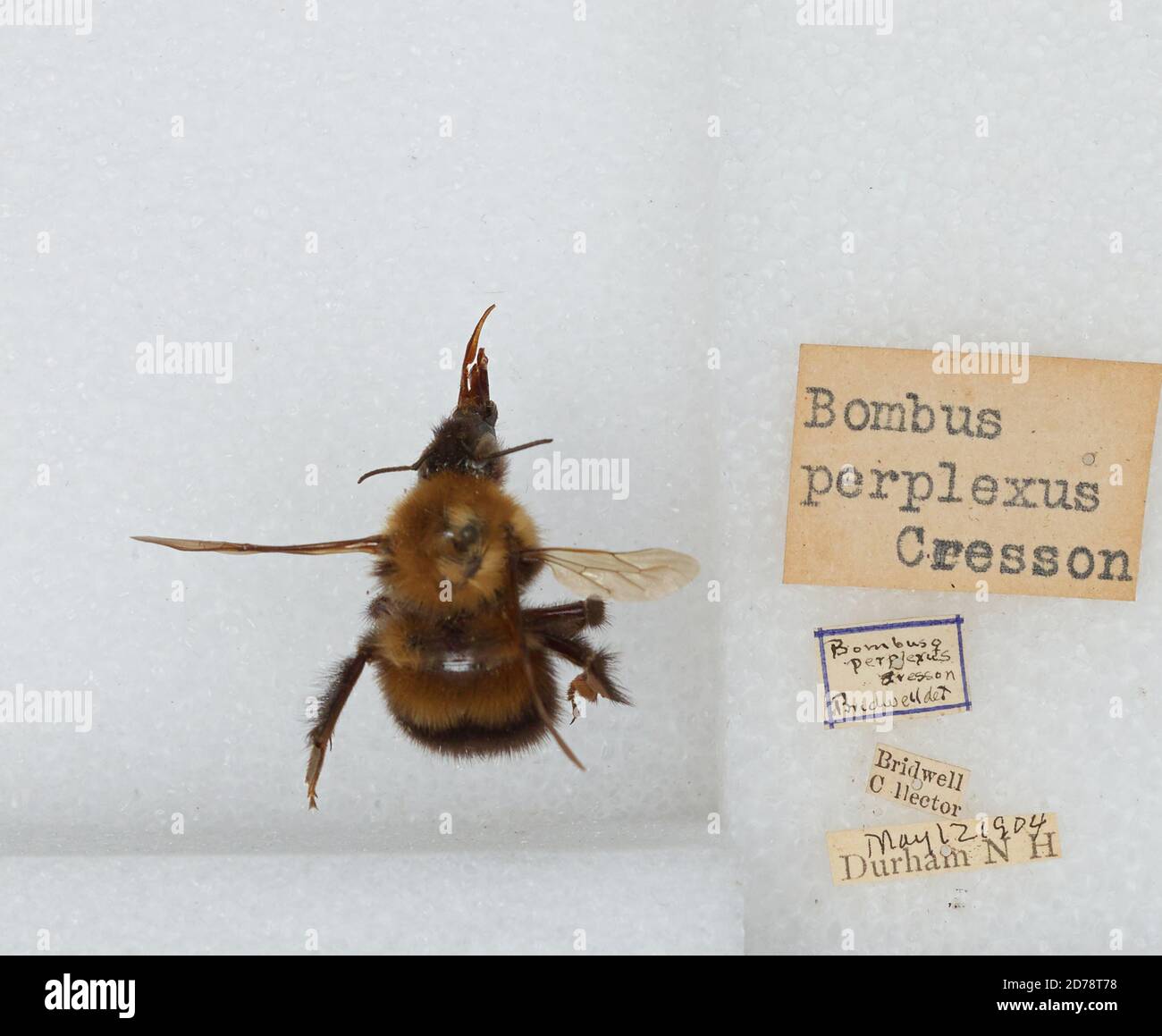 Durham, Strafford, New Hampshire, United States, Bombus (Pyrobombus ...