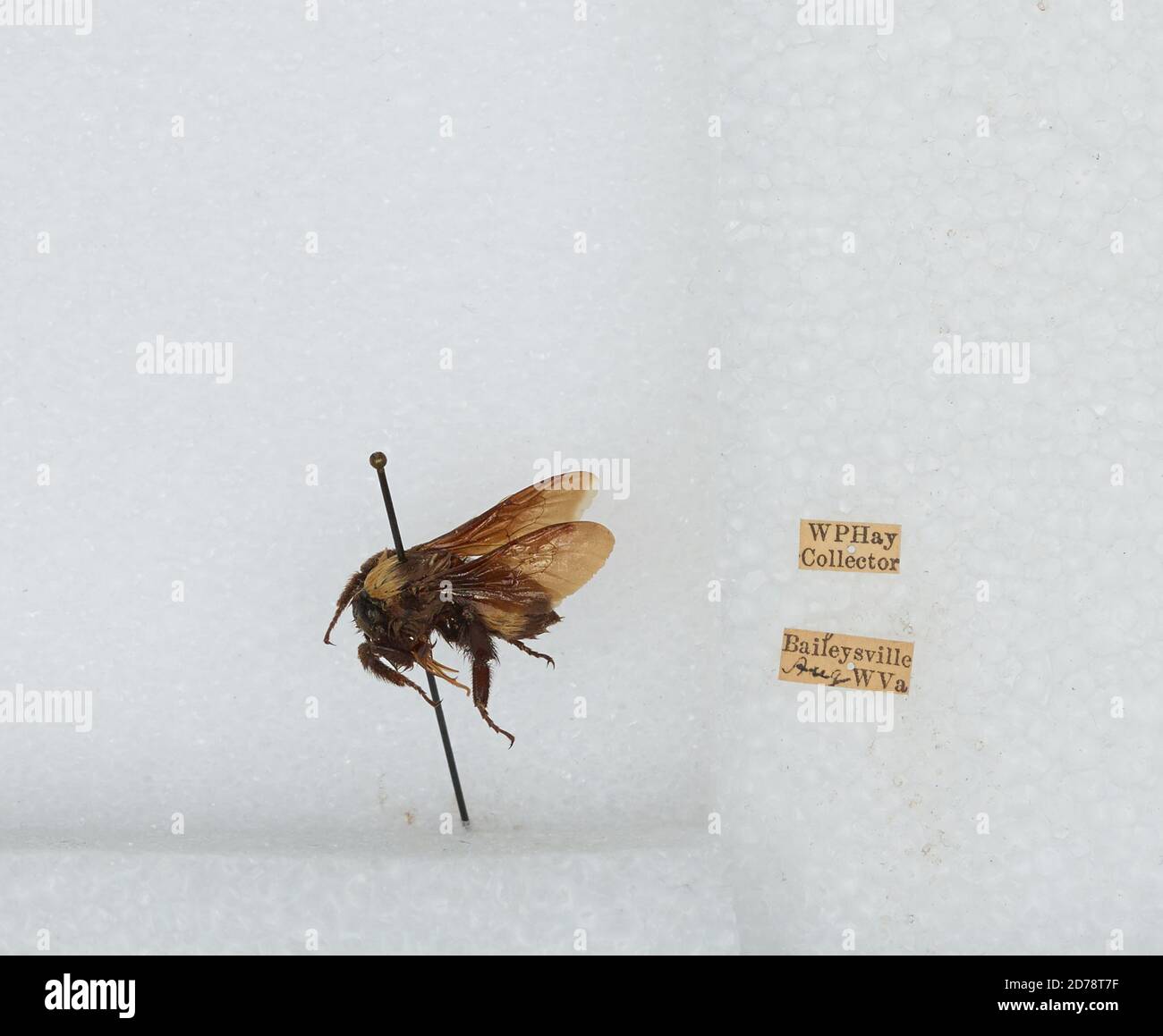 Baileysville, Wyoming, West Virginia, United States, Bombus sp ...