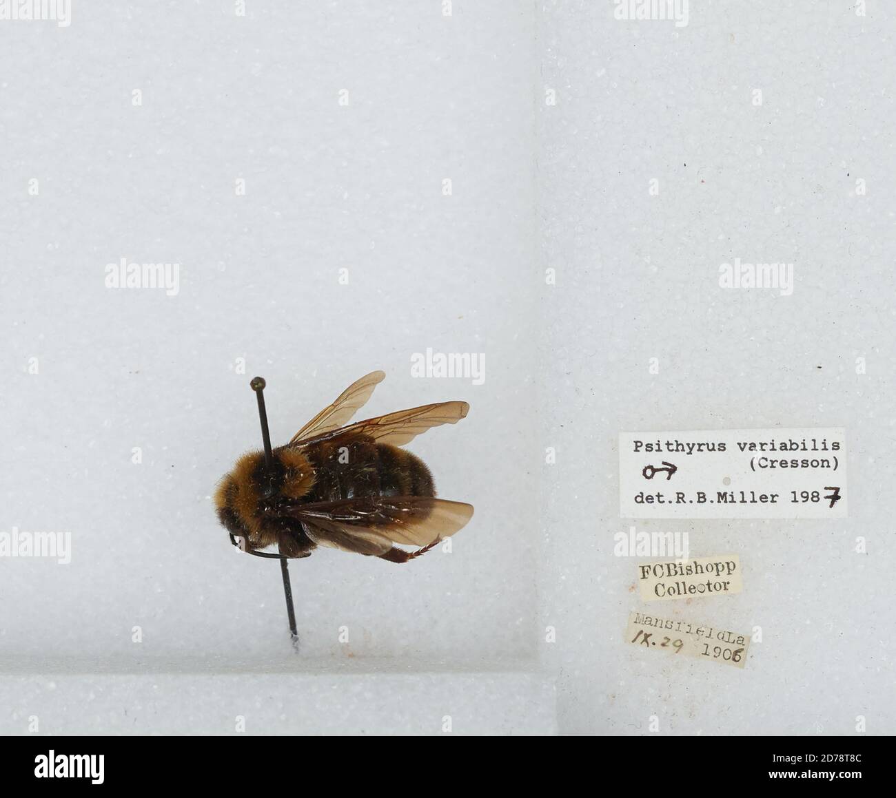 Mansfield, DeSoto, Louisiana, United States, Bombus (Psithyrus ...