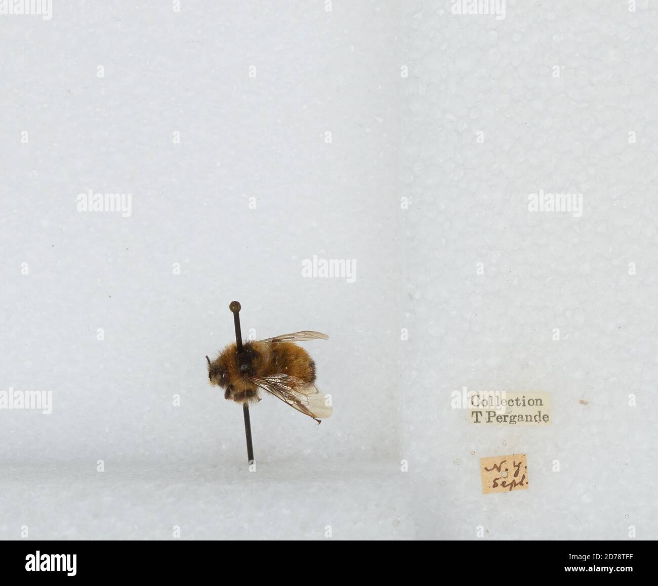 New York, United States, Bombus sp., Animalia, Arthropoda, Insecta ...