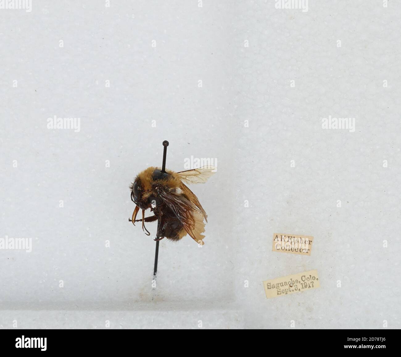Saguache, Colorado, United States, Bombus sp., Animalia, Arthropoda ...