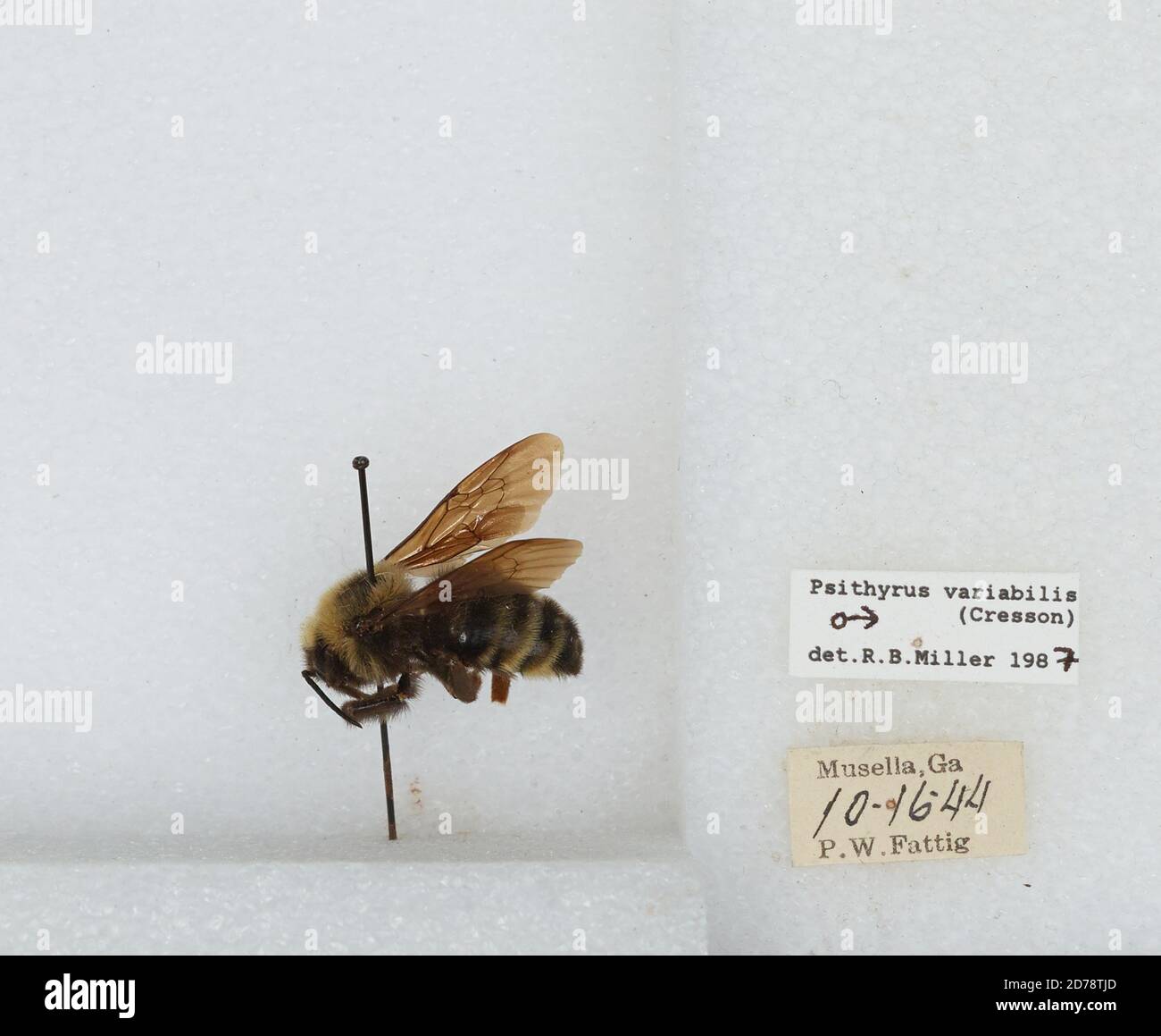 Musella, Crawford, Georgia, United States, Bombus (Psithyrus ...