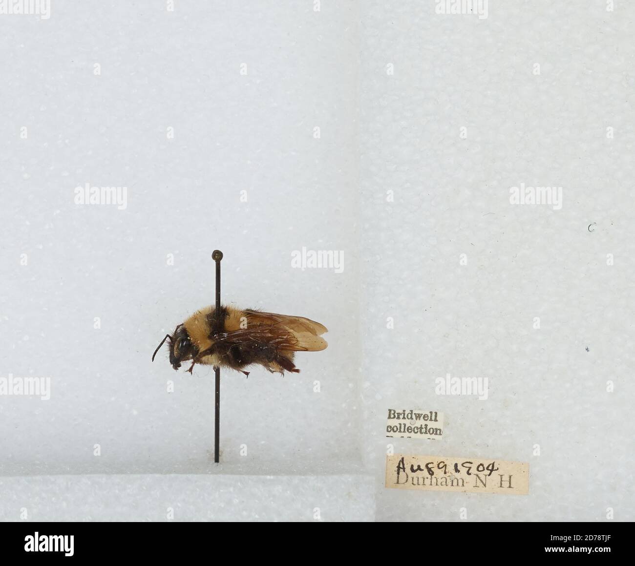 Durham, Strafford, New Hampshire, United States, Bombus (Fervidobombus ...