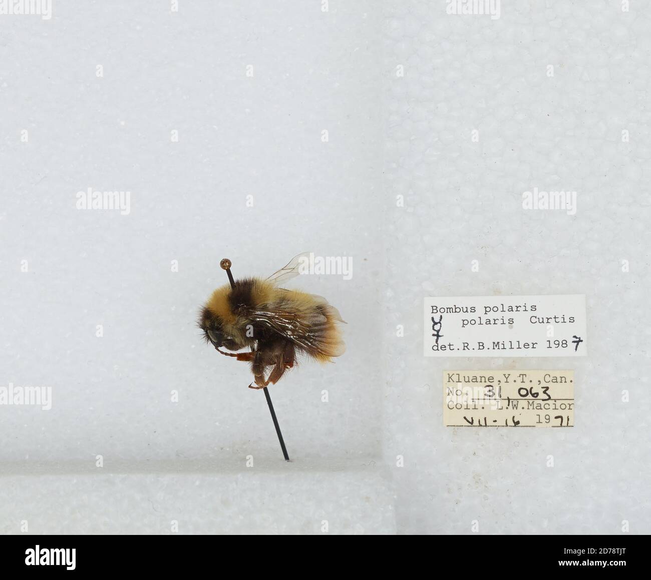 Kluane, Yukon Territory, Canada, Bombus (Alpinobombus) polaris Curtis ...