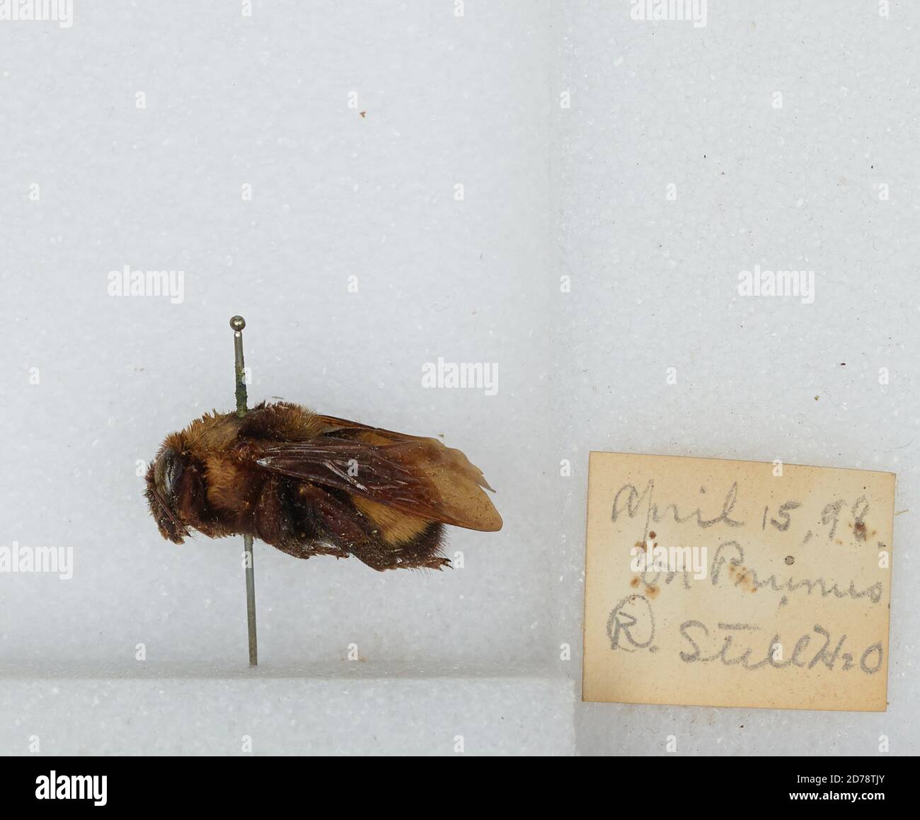 Bombus sp., Animalia, Arthropoda, Insecta, Hymenoptera, Apidae, Apinae ...
