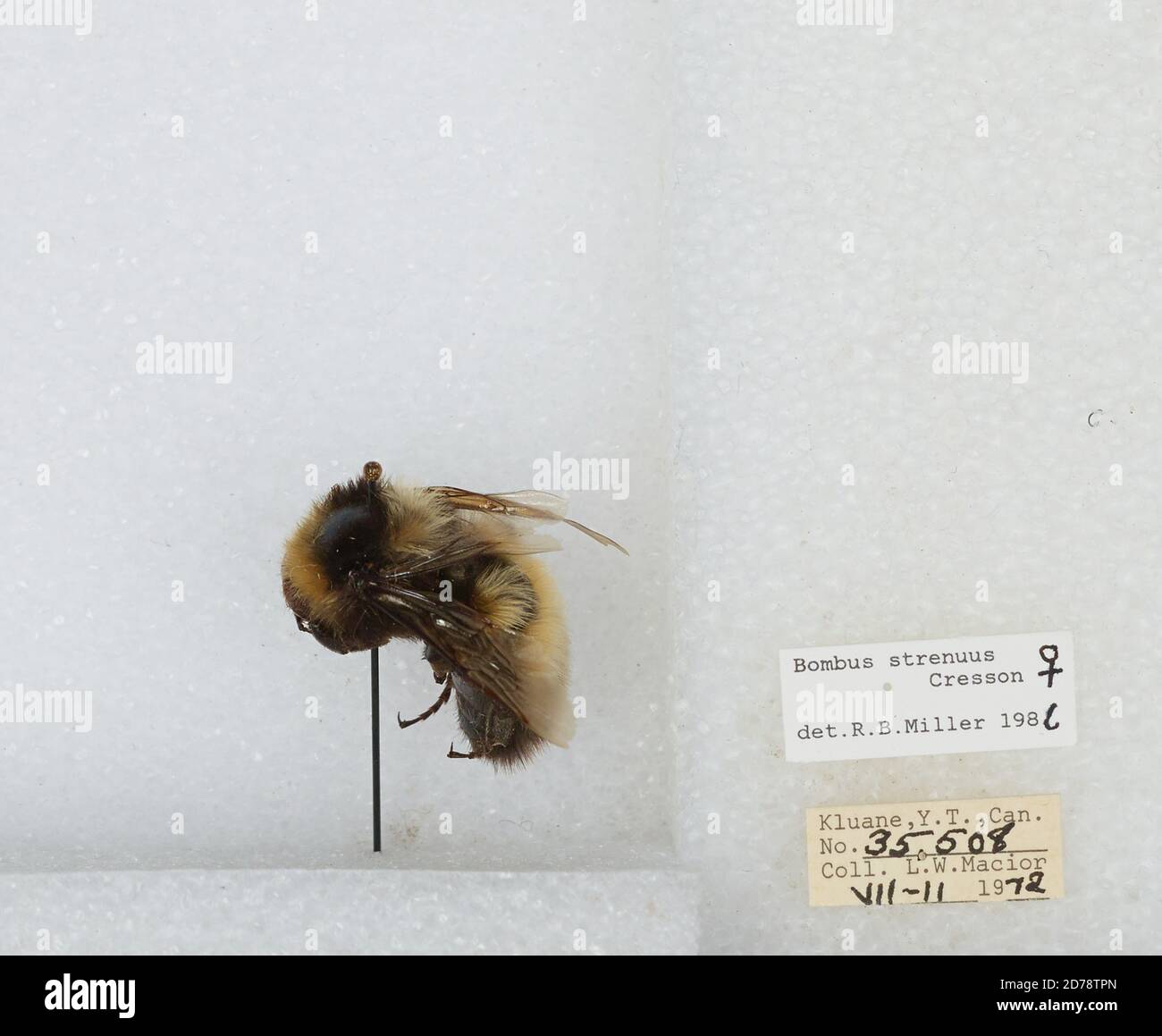 Kluane, Yukon Territory, Canada, Bombus (Alpinobombus) neoboreus Sladen ...