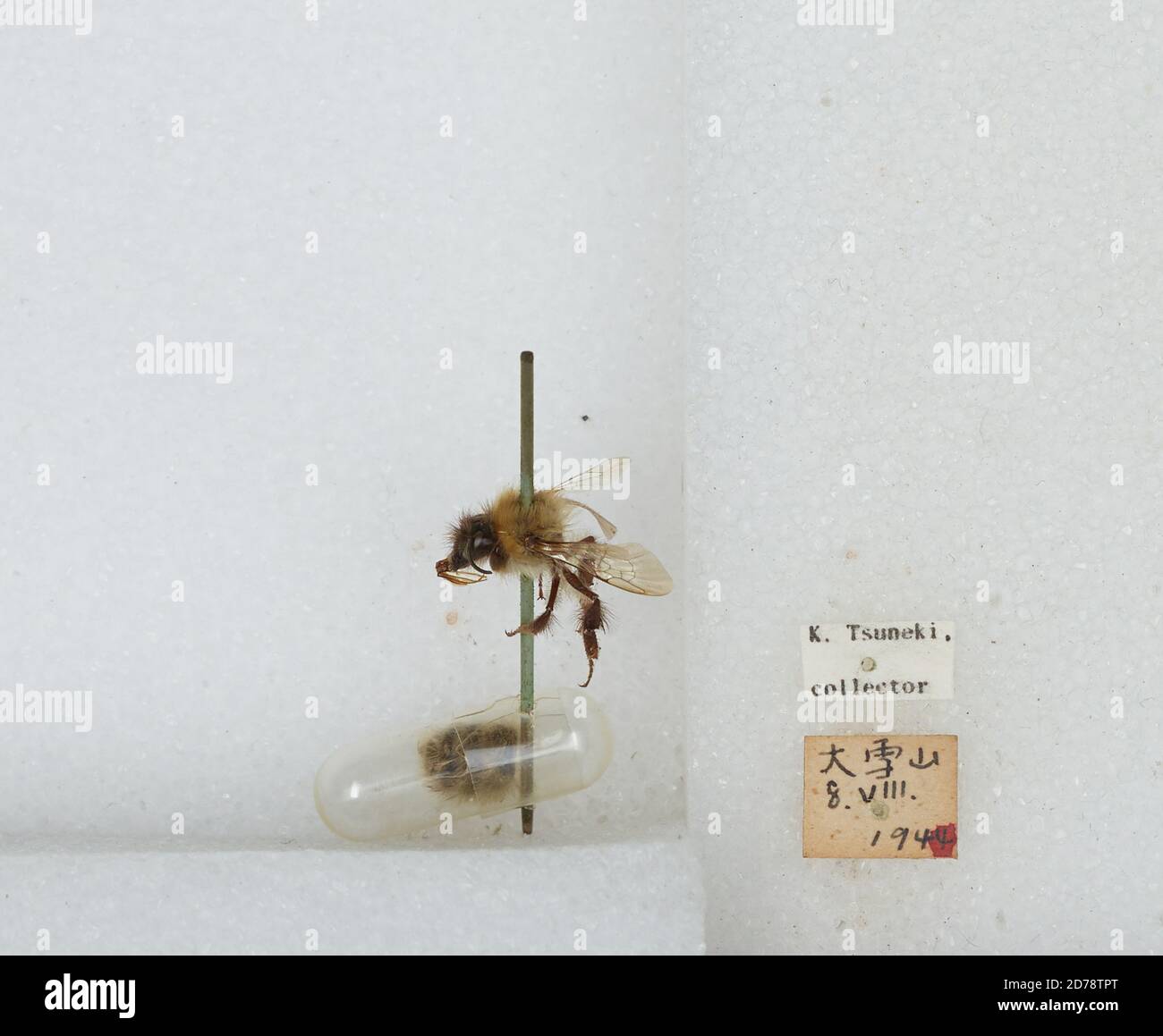 Daisetsuzan, Kamikawa, Hokkaido, Japan, Bombus sp., Animalia, Arthropoda, Insecta, Hymenoptera ...