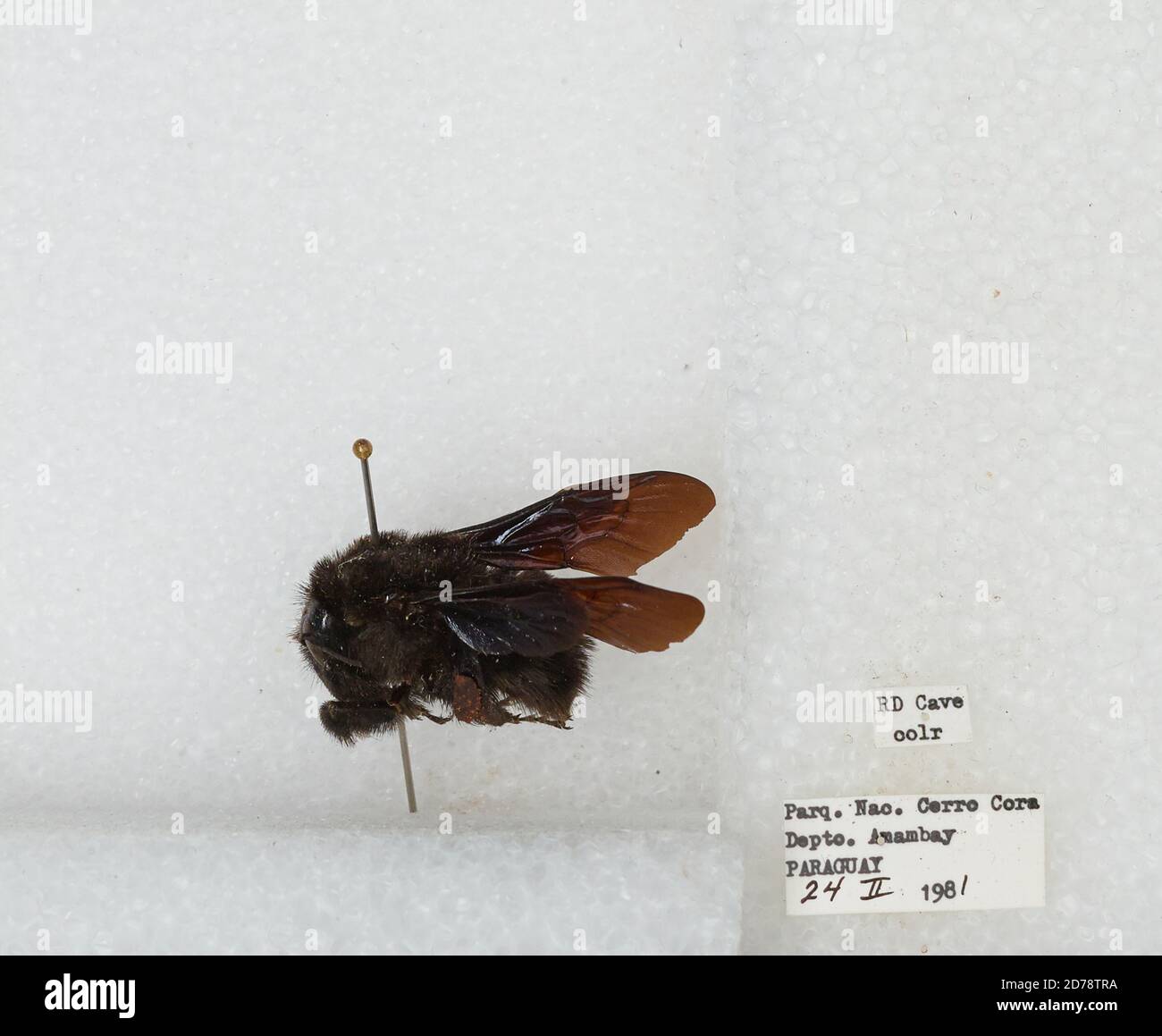 Parque Nacional Cerro Corá, Amambay, Paraguay, Bombus sp., Animalia ...