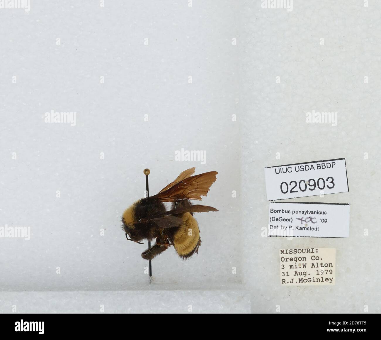 3 miles West of Alton, Oregon, Missouri, United States, Bombus sp ...