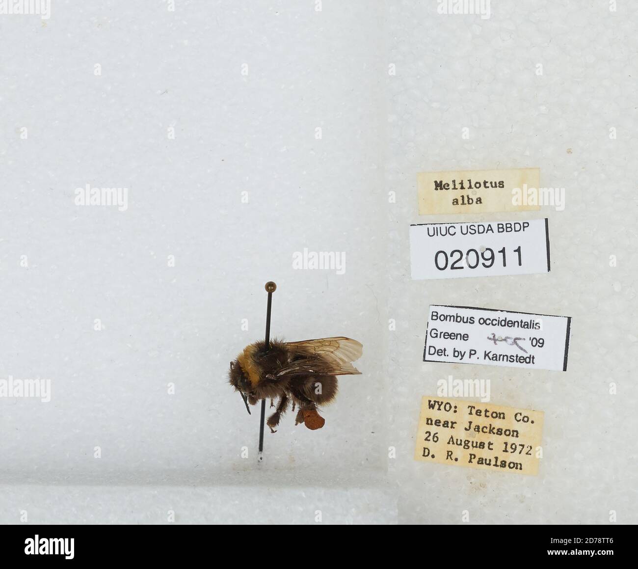 near Jackson, Teton, Wyoming, United States, Bombus sp., Animalia ...