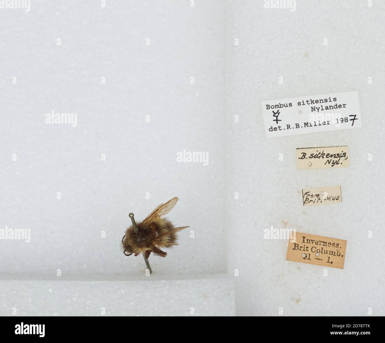 Mount Inverness, British Columbia, Canada, Bombus (Pyrobombus ...