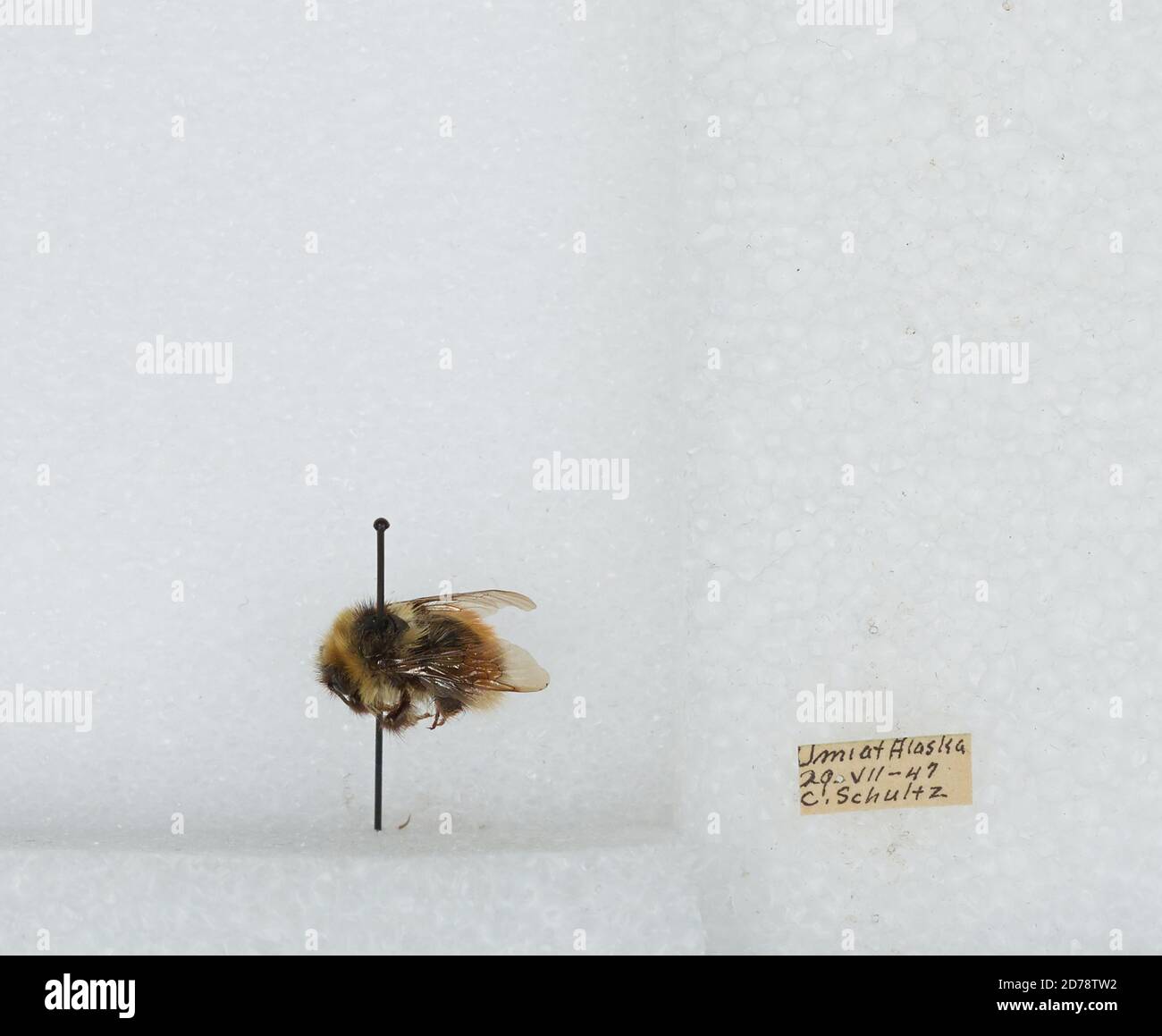 Umiat, North Slope, Alaska, United States, Bombus (Pyrobombus ...