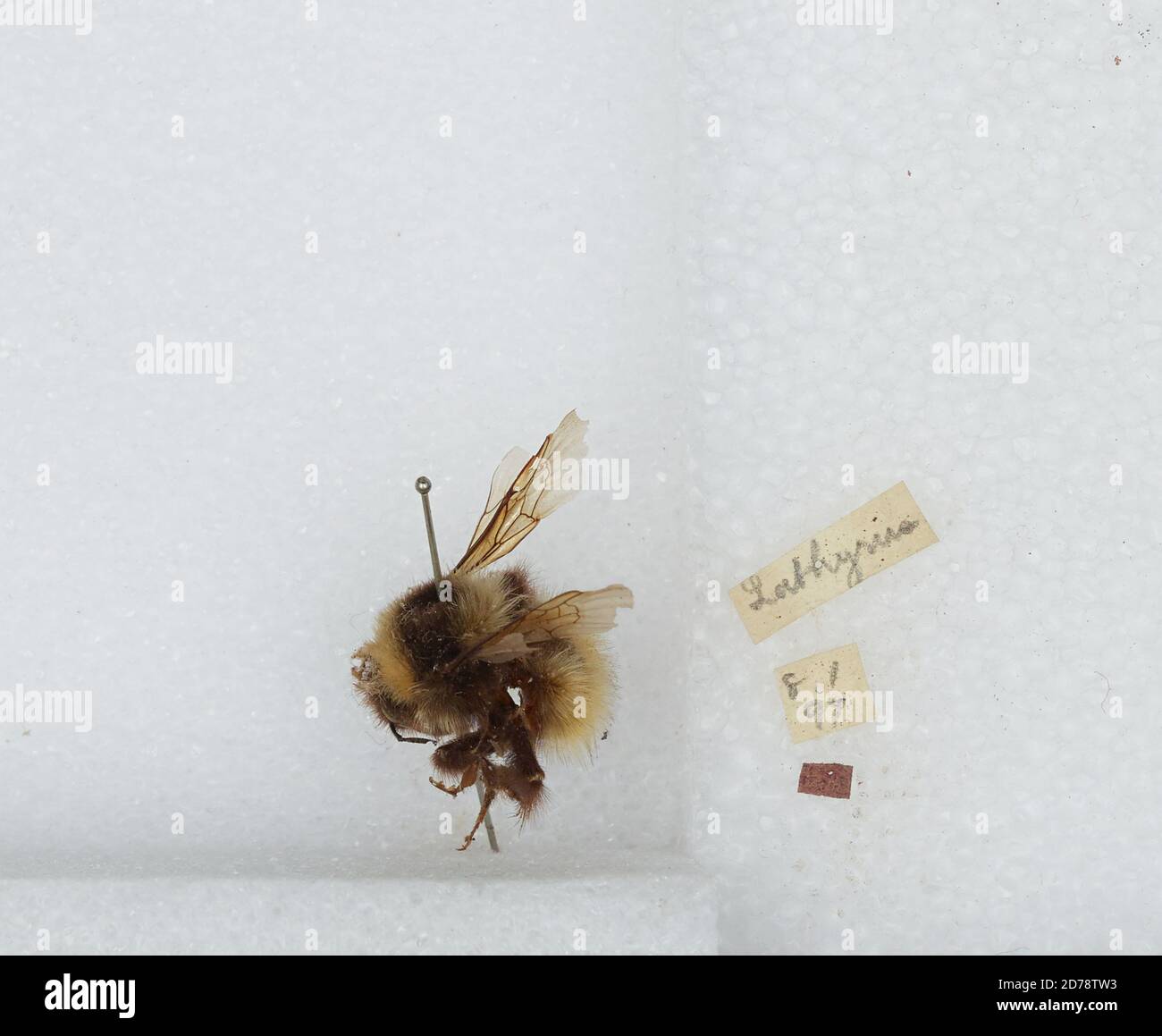 United States, Bombus (Alpinobombus) polaris Curtis, 1835, Animalia ...