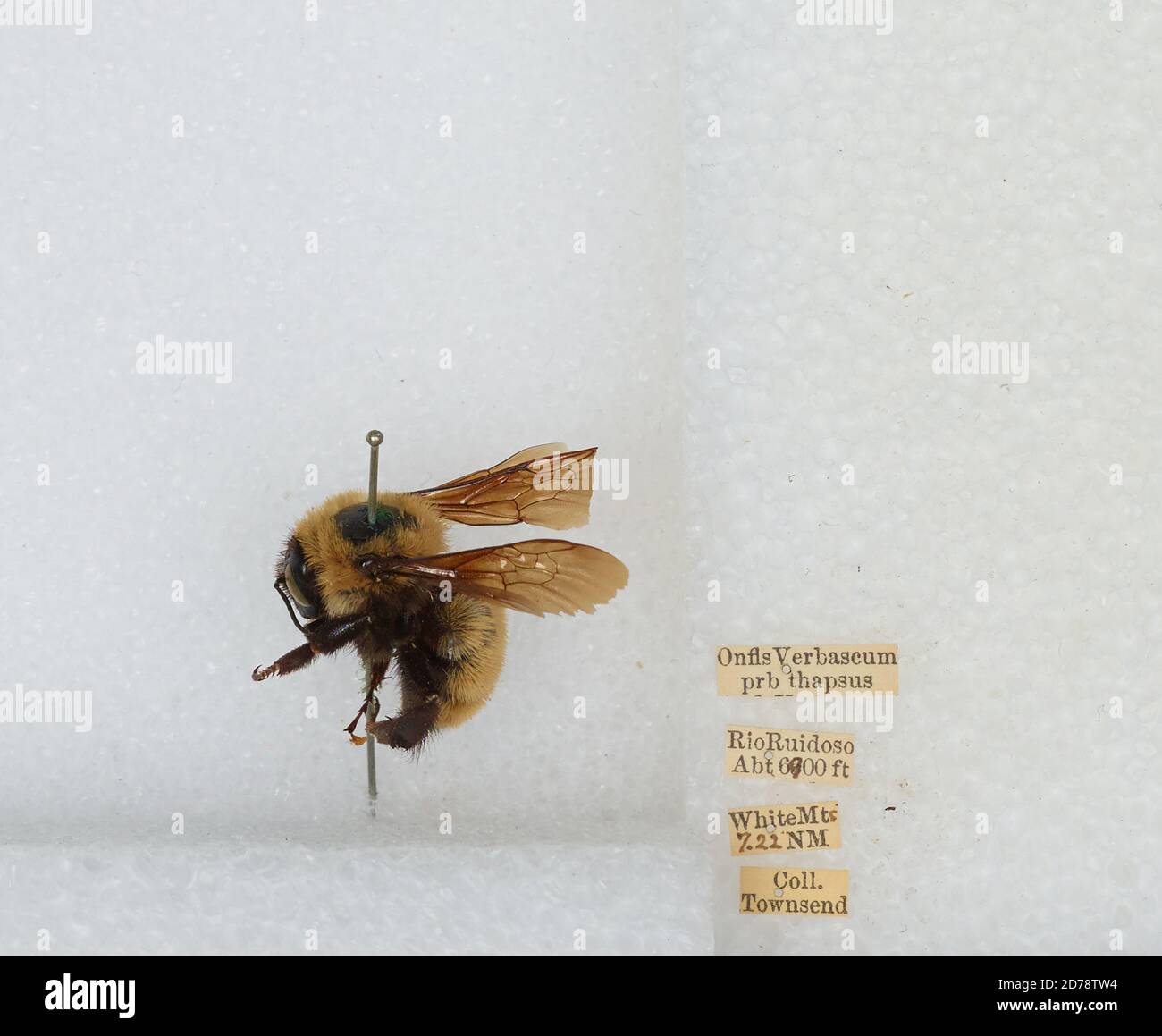 White Mountains, Rio Ruidoso, Lincoln, New Mexico, United States ...