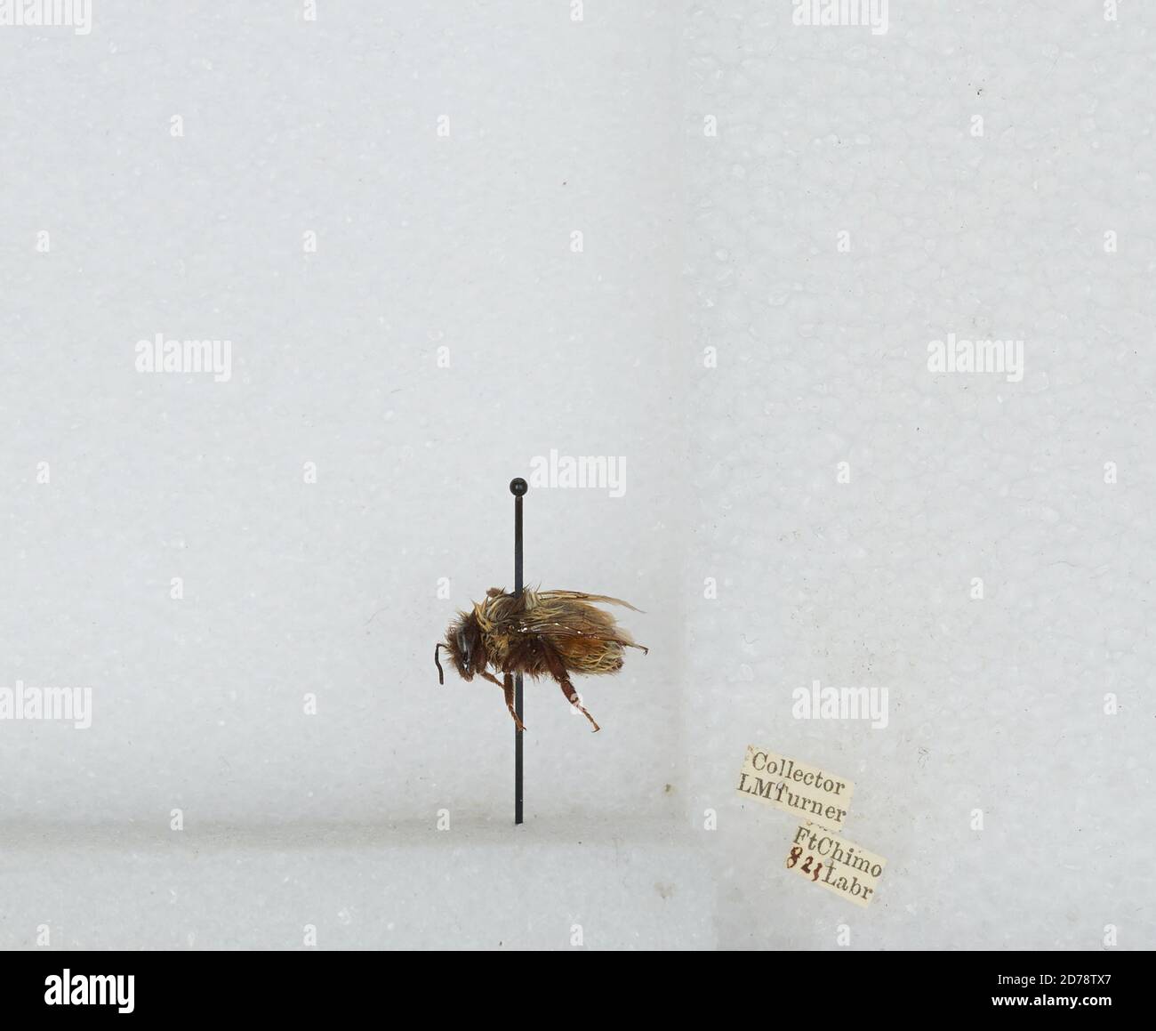 Ft chimo hi-res stock photography and images - Alamy