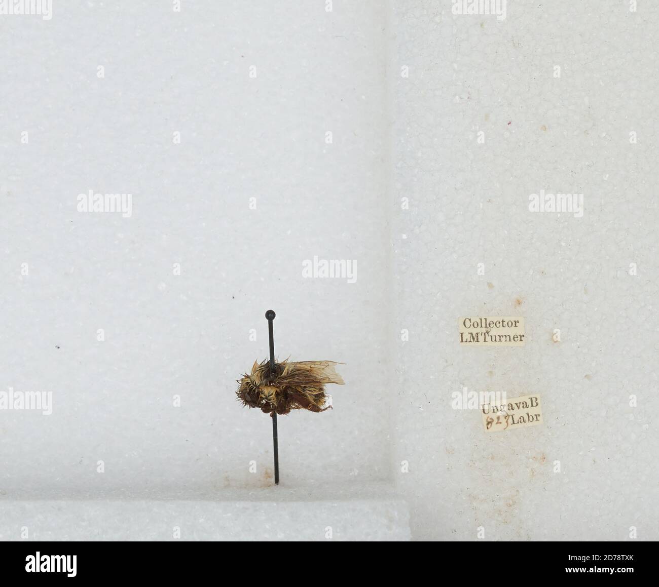 Ungava Bay, Canada, Bombus sp., Animalia, Arthropoda, Insecta ...