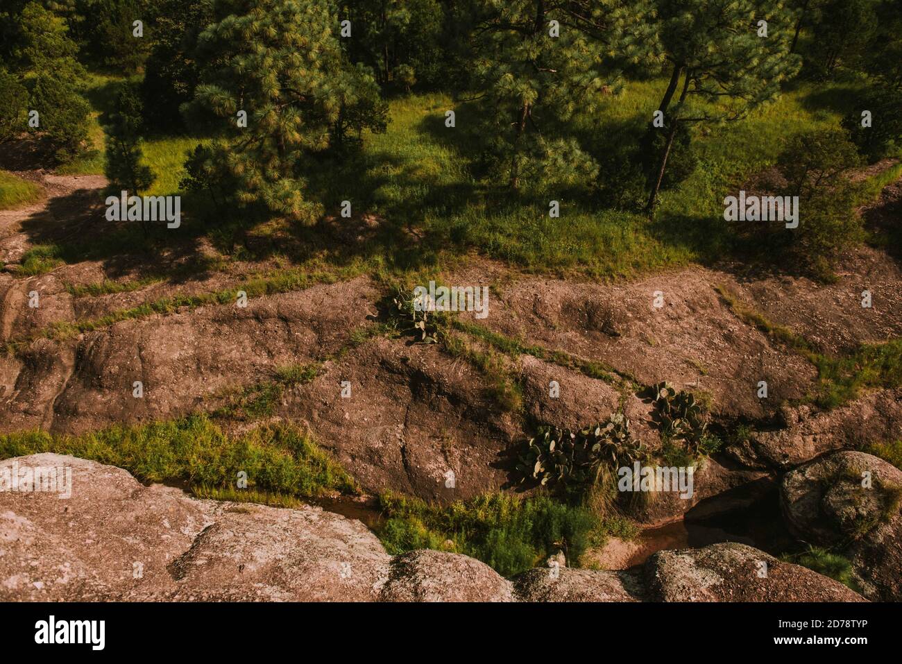 Bosque de pino encino hi-res stock photography and images - Alamy