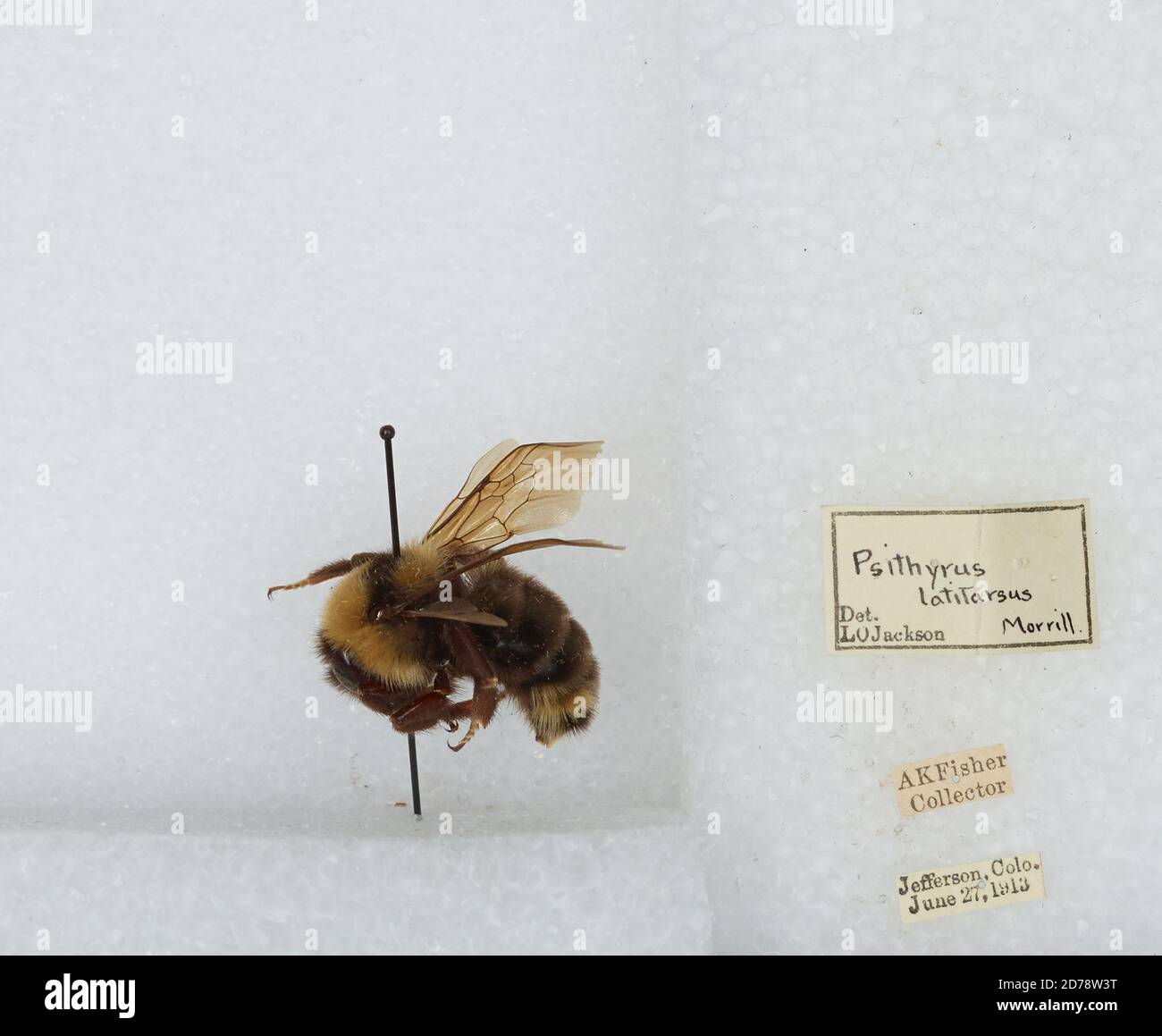 Jefferson, Park, Colorado, United States, Bombus (Psithyrus) suckleyi ...