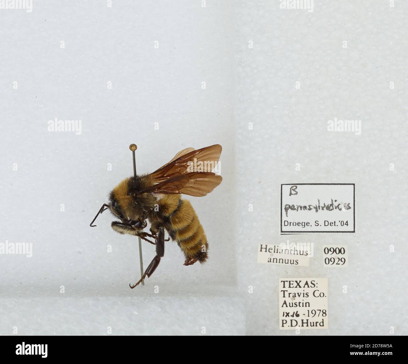 Austin, Travis, Texas, United States, Bombus (Fervidobombus ...