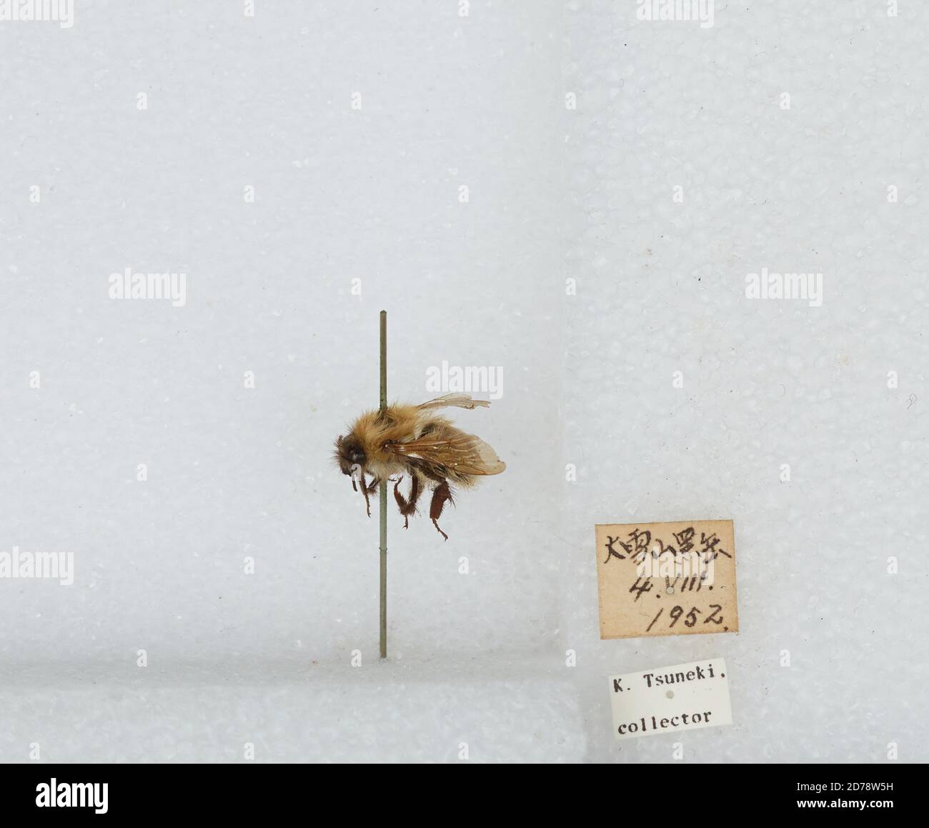 Daisetsuzan, Kuro-dake, Kamikawa, Hokkaido, Japan, Bombus sp., Animalia, Arthropoda, Insecta ...