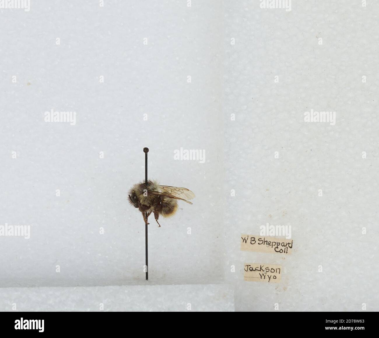 Jackson, Teton, Wyoming, United States, Bombus sp., Animalia ...