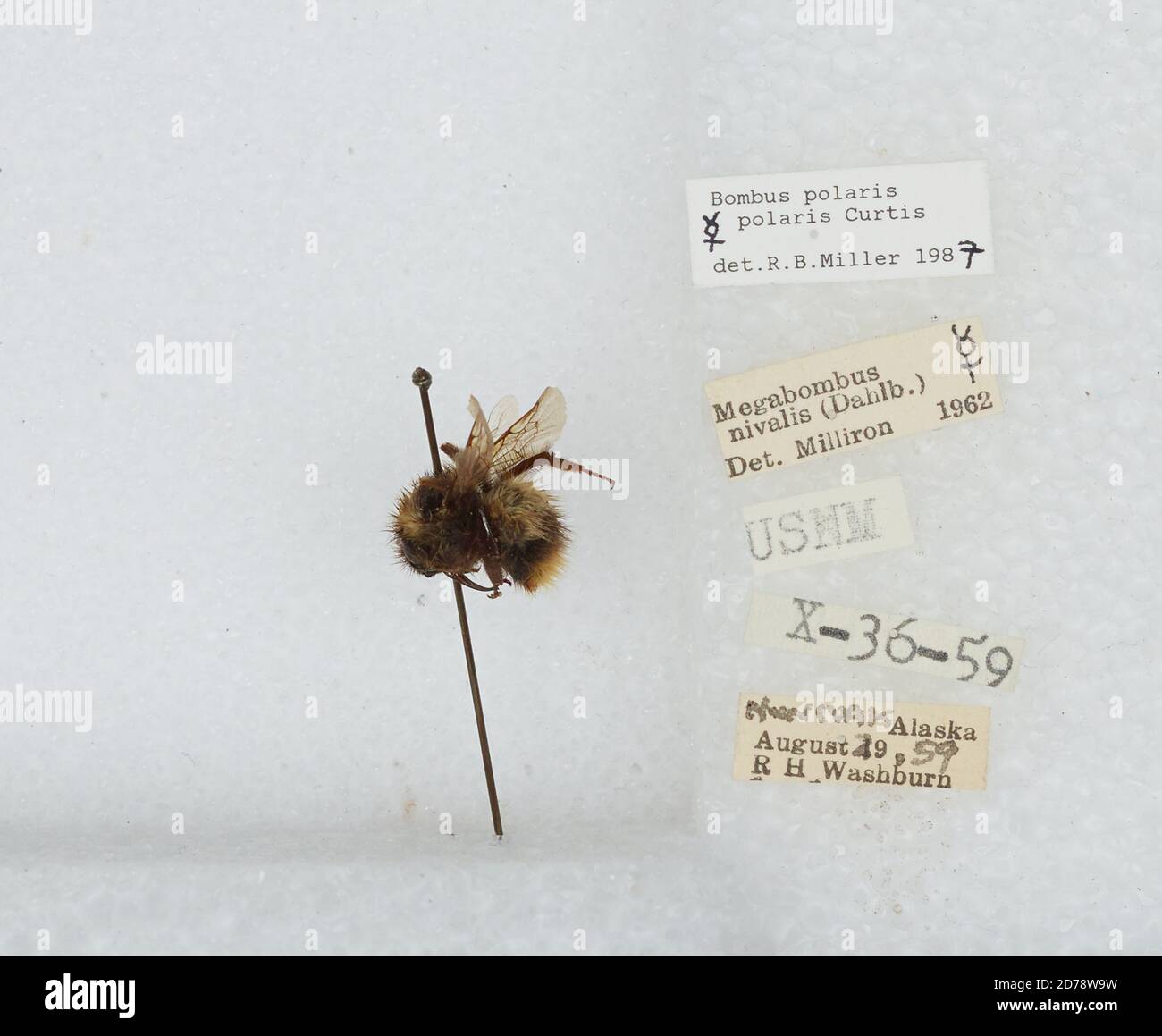 Nunivak Island, Bethel, Alaska, United States, Bombus (Alpinobombus ...