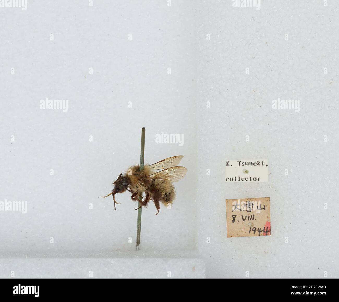 Daisetsuzan, Kamikawa, Hokkaido, Japan, Bombus sp., Animalia ...