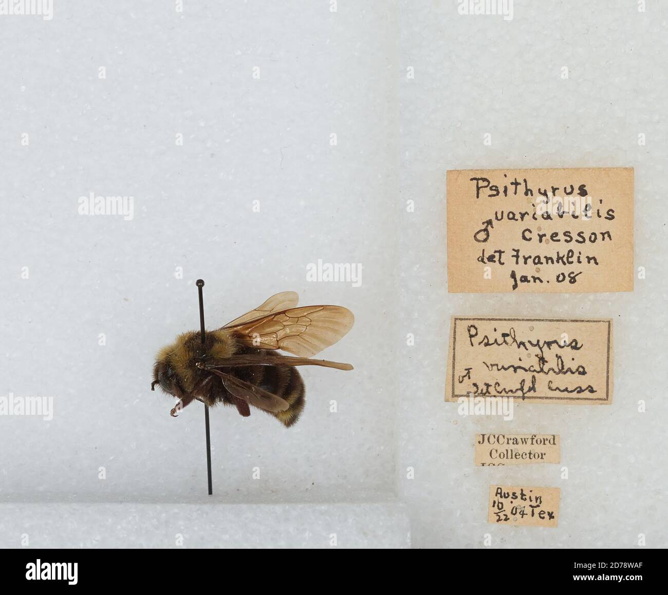 Austin, Travis, Texas, United States, Bombus (Psithyrus) variabilis ...