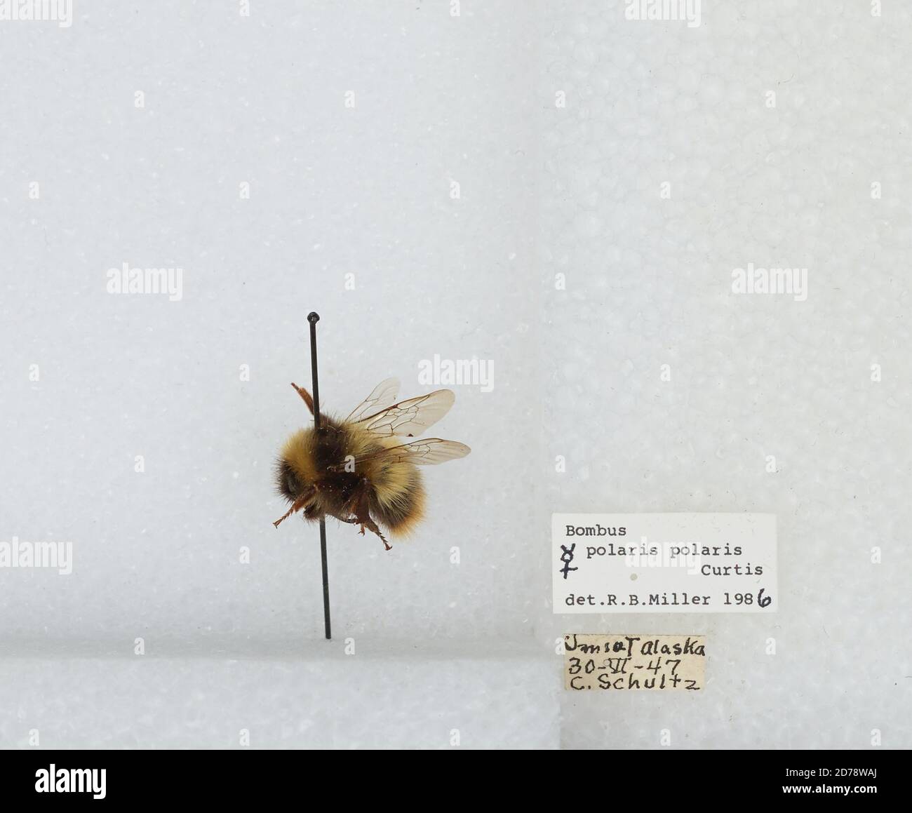 Umiat, North Slope, Alaska, United States, Bombus (Alpinobombus ...