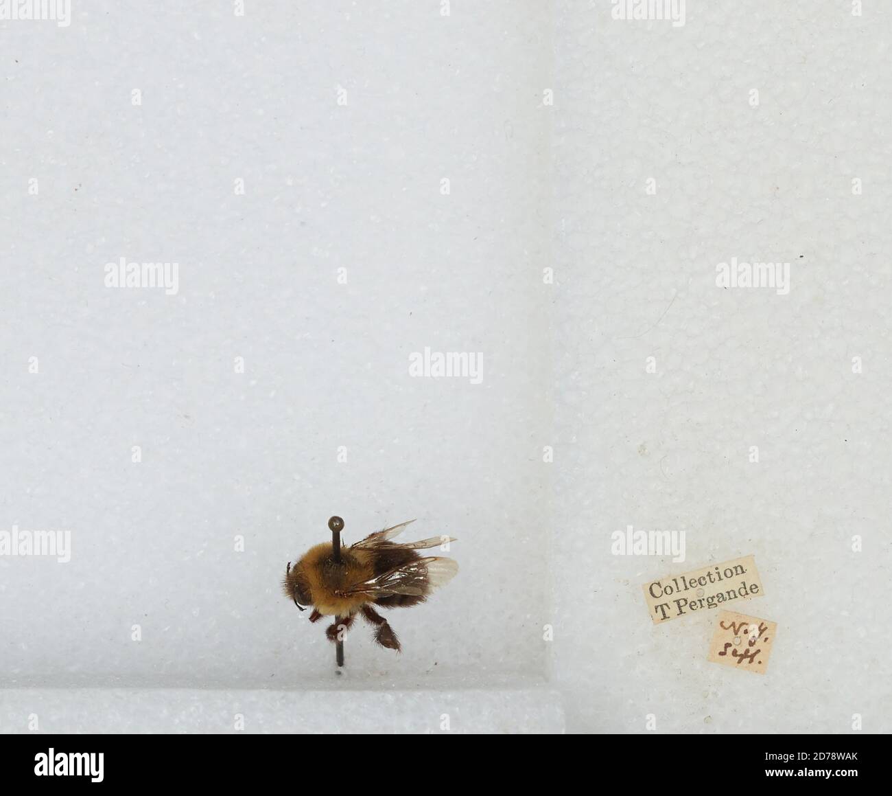 New York, United States, Bombus sp., Animalia, Arthropoda, Insecta ...