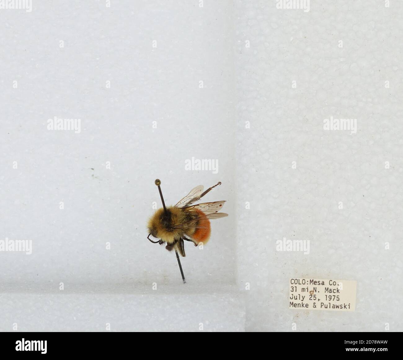 31 miles north of Mack, Mesa, Colorado, United States, Bombus sp ...