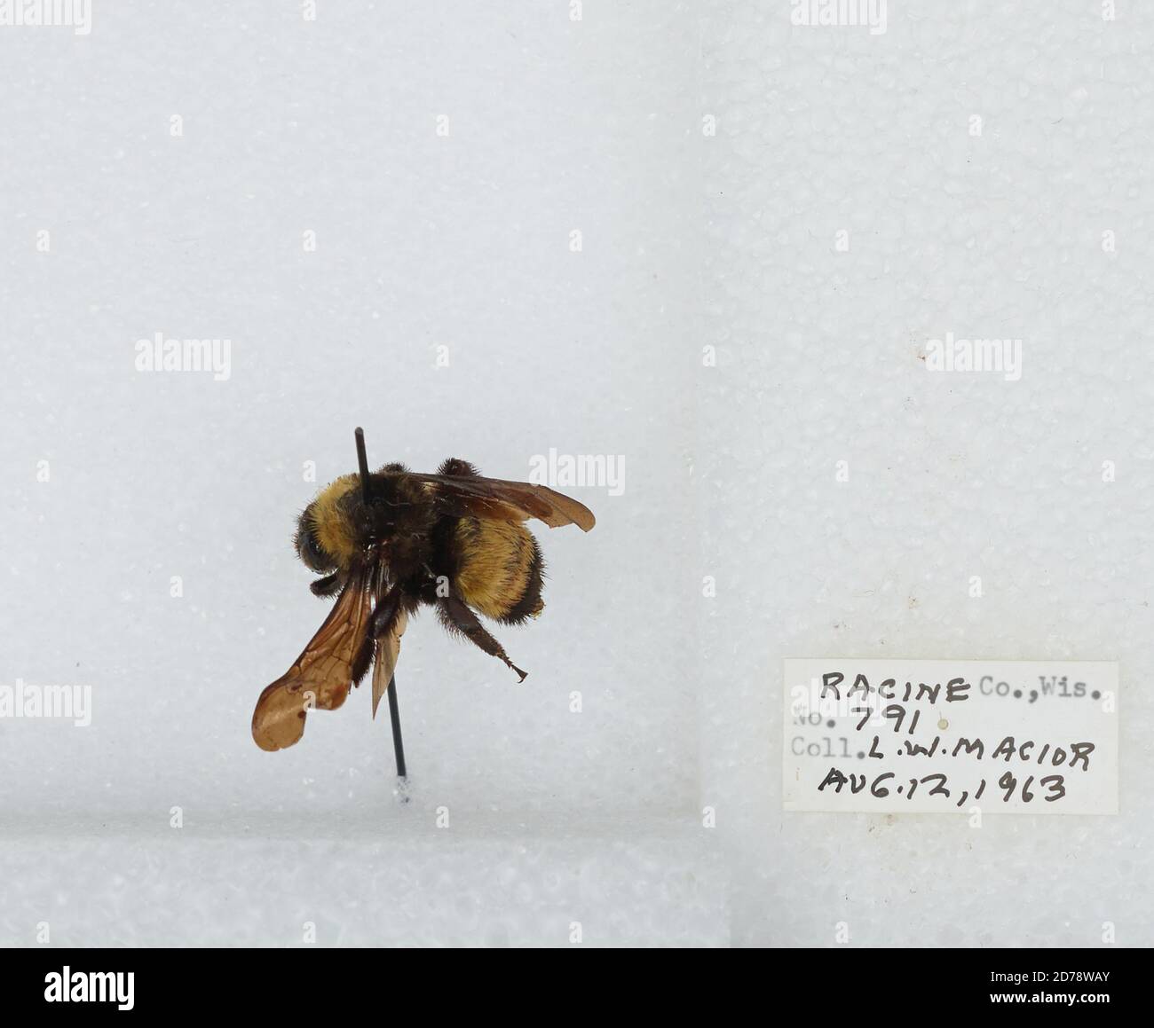 Racine, Wisconsin, United States, Bombus (Fervidobombus) pensylvanicus ...