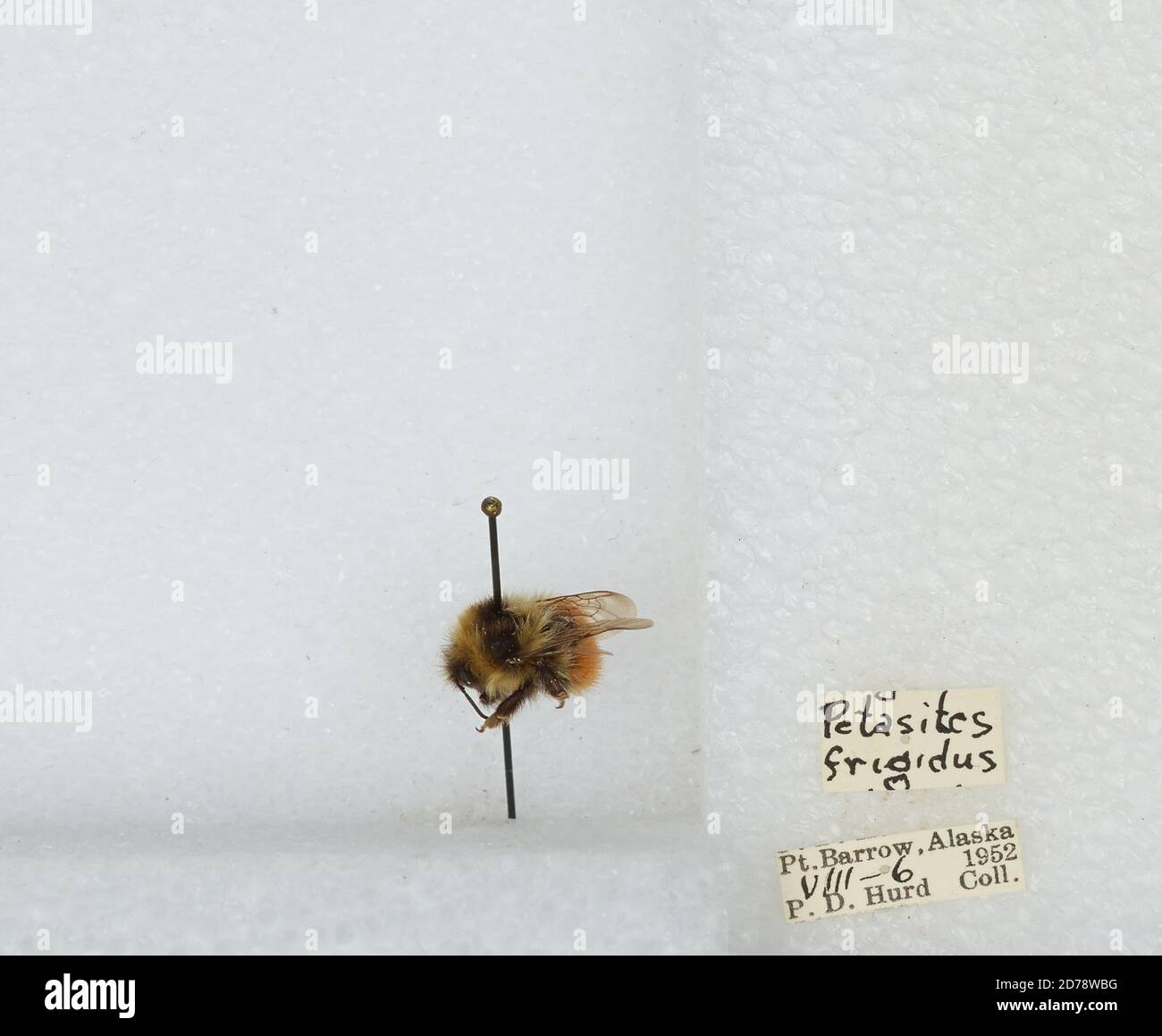 Point Barrow, North Slope, Alaska, United States, Bombus (Pyrobombus ...