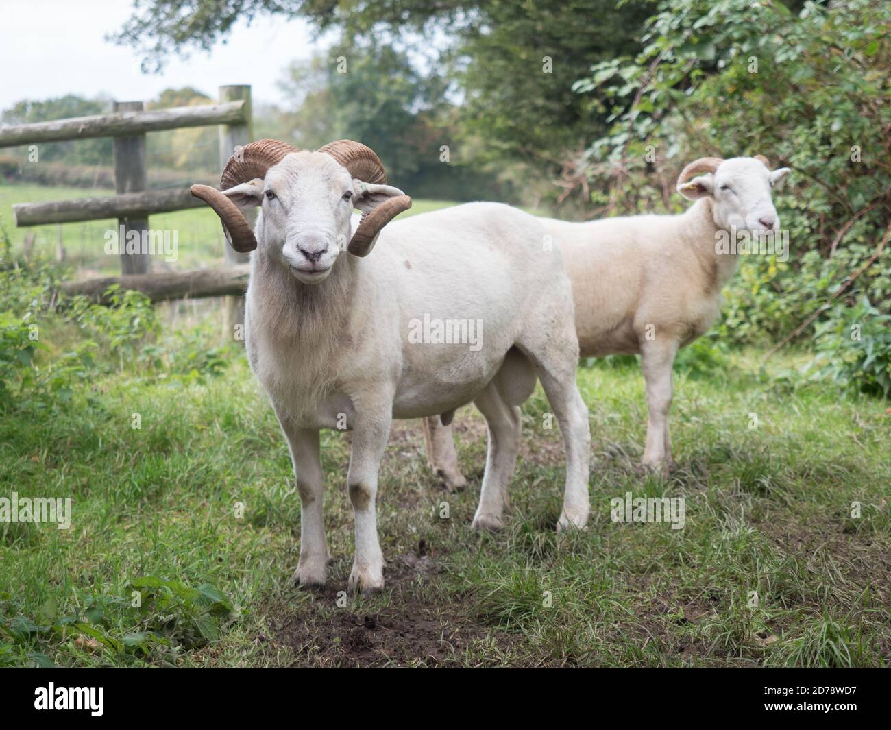 Curled horns hi-res stock photography and images - Alamy
