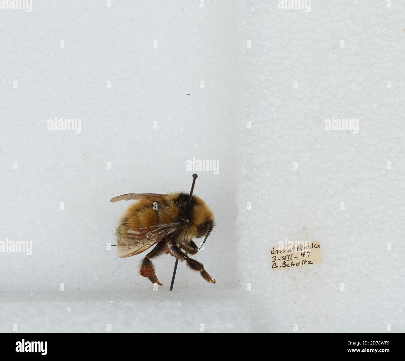 Umiat, North Slope, Alaska, United States, Bombus (Pyrobombus ...